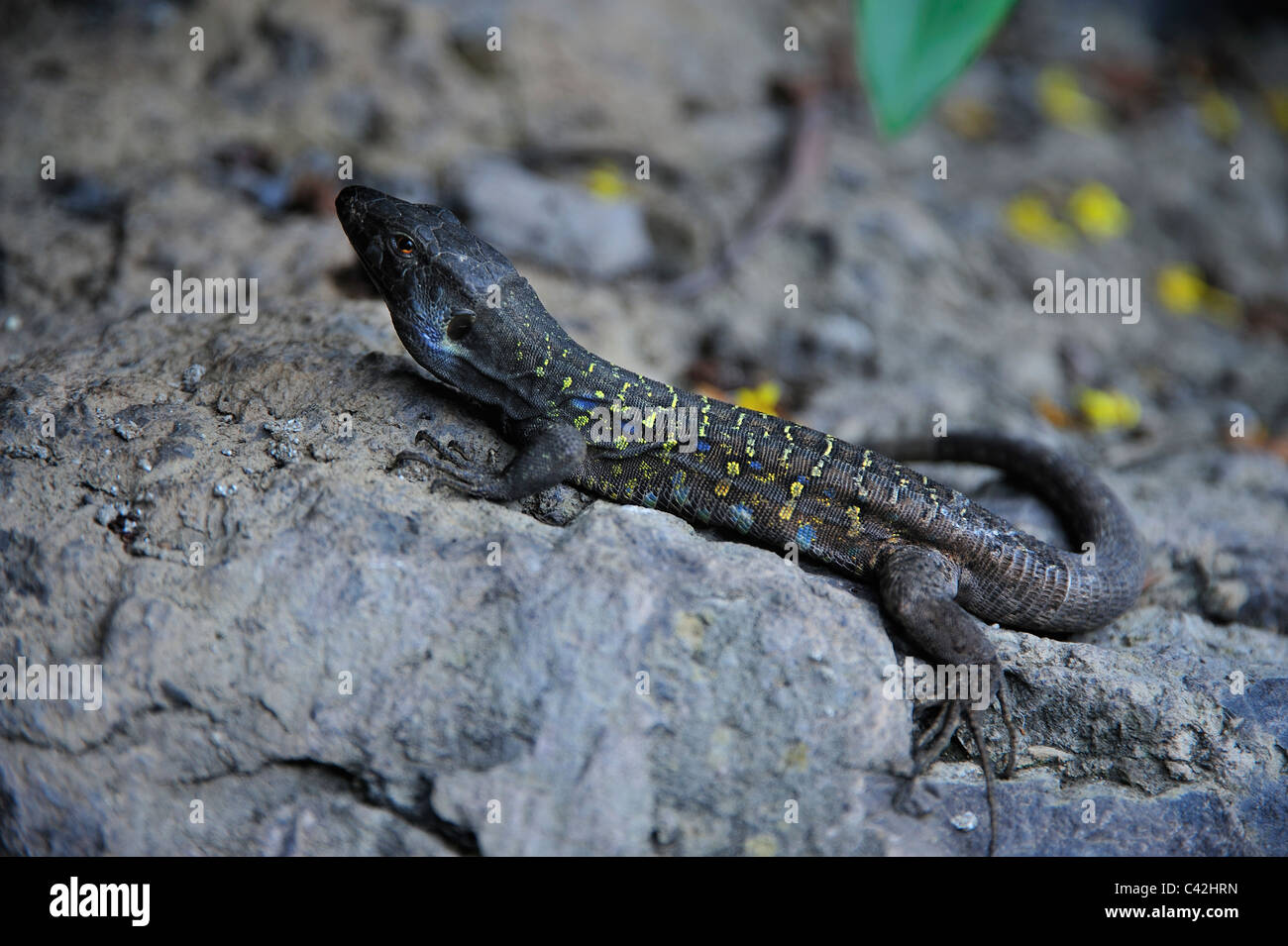 Tizon lizard in Tenerife, Canary Islands. Gallotia galloti Stock Photo ...