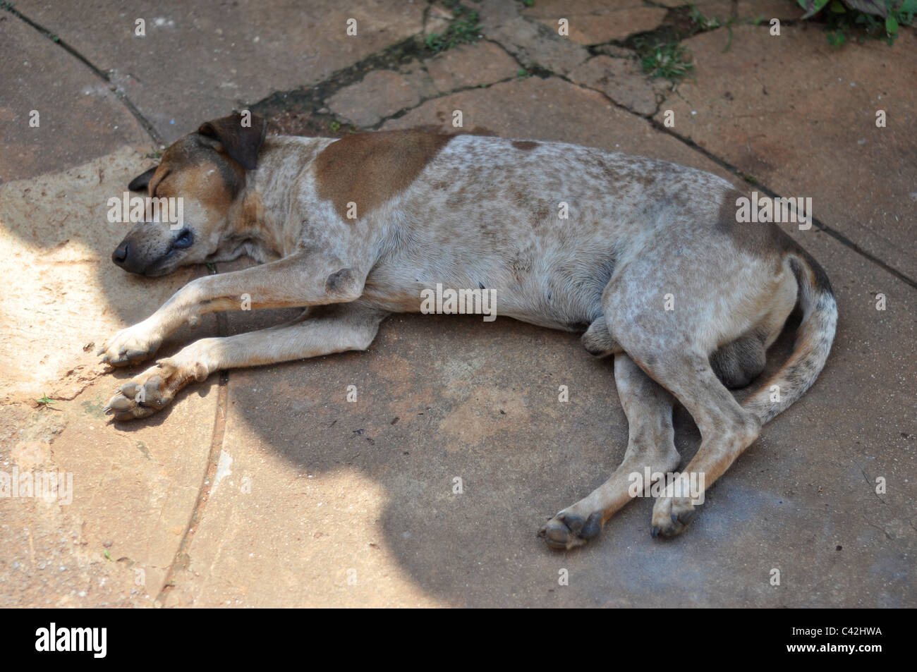 Image of a sleeping dog in the midday sun. Pinar del rio, Cuba Stock ...