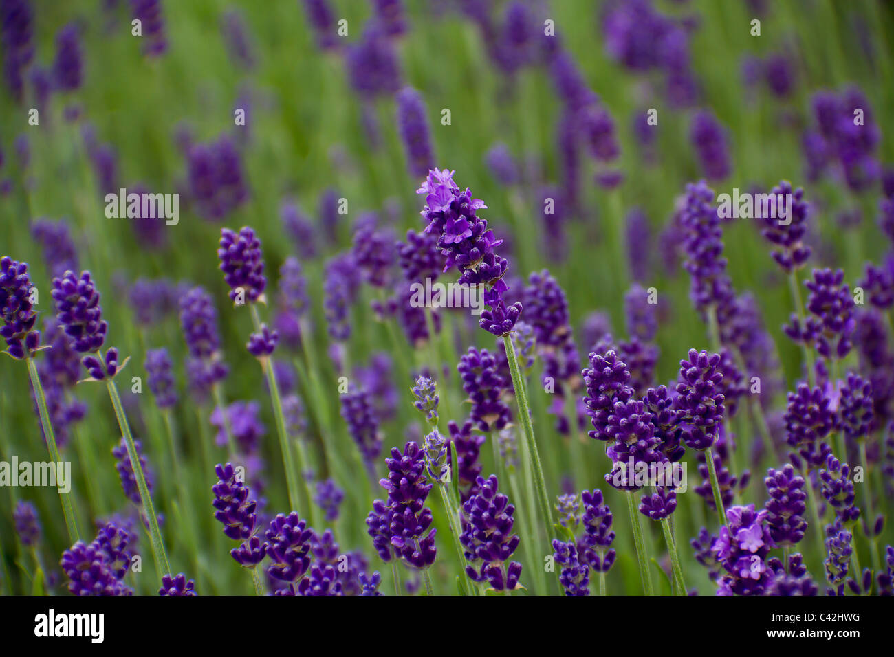 The sweet scent of the lovely lavander plant fills the air Stock Photo ...