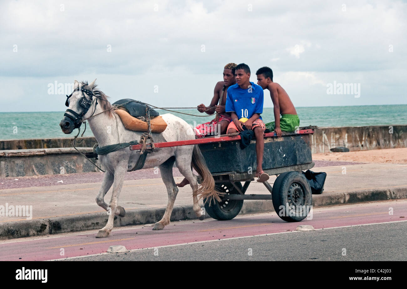 Horse and carts trotting along coast Recife Brazil Stock Photo - Alamy