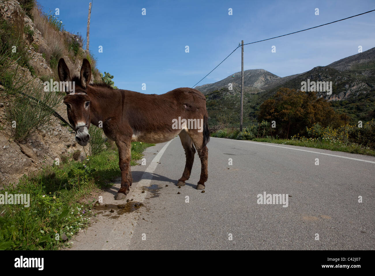 Donkey in crete hi-res stock photography and images - Alamy