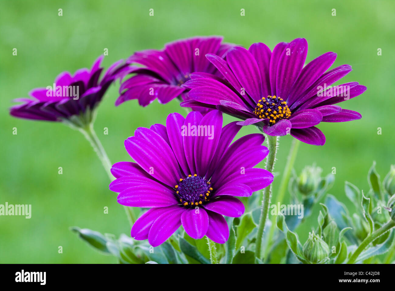 Purple daisy close up Stock Photo - Alamy