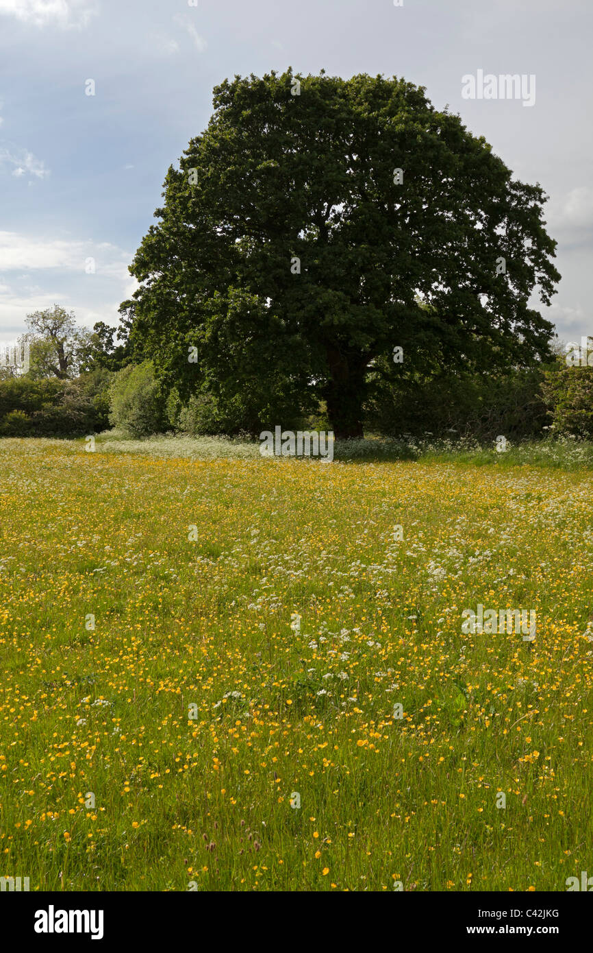 Meadow and oak tree hi-res stock photography and images - Alamy