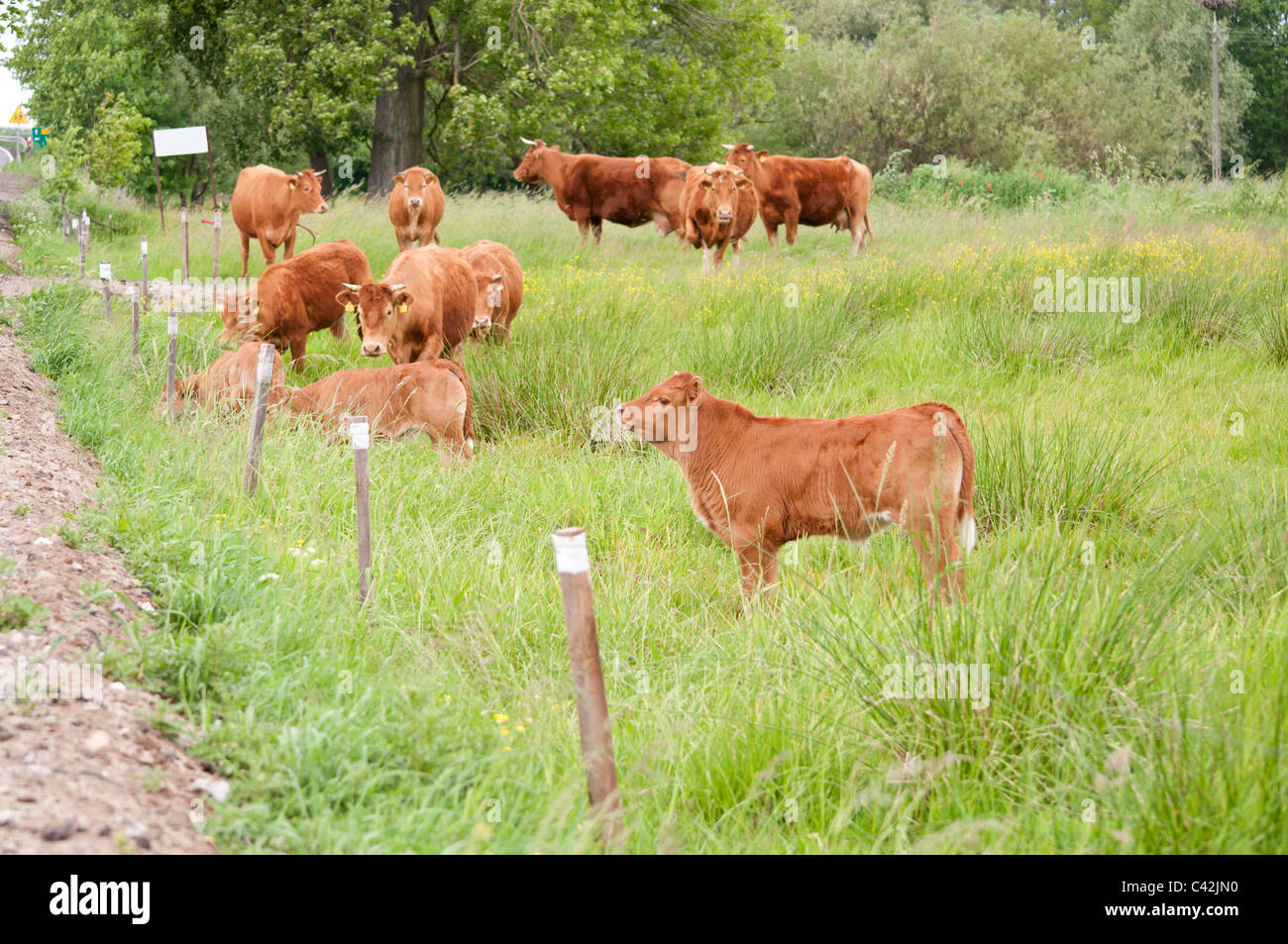 cattle on the pasture Stock Photo - Alamy