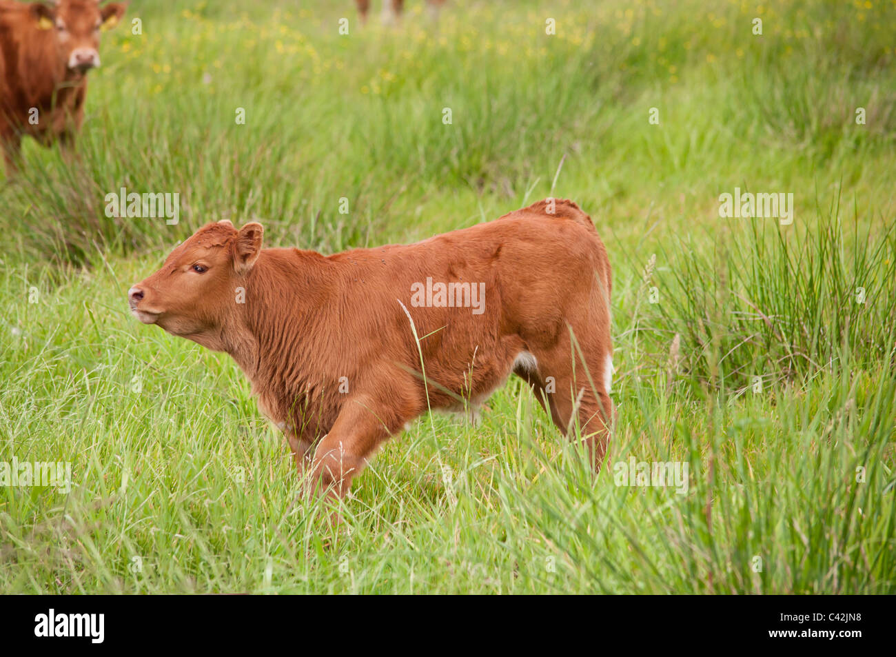 calf on the pasture Stock Photo - Alamy