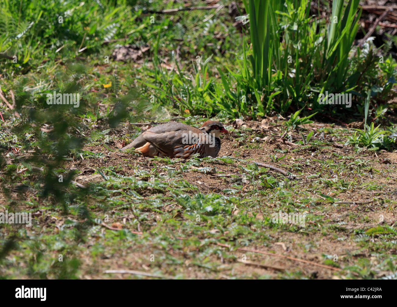 French partridge hi-res stock photography and images - Alamy