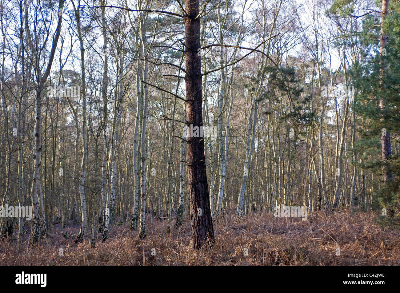 Woodland, Sutton Heath, Suffolk, England Stock Photo - Alamy