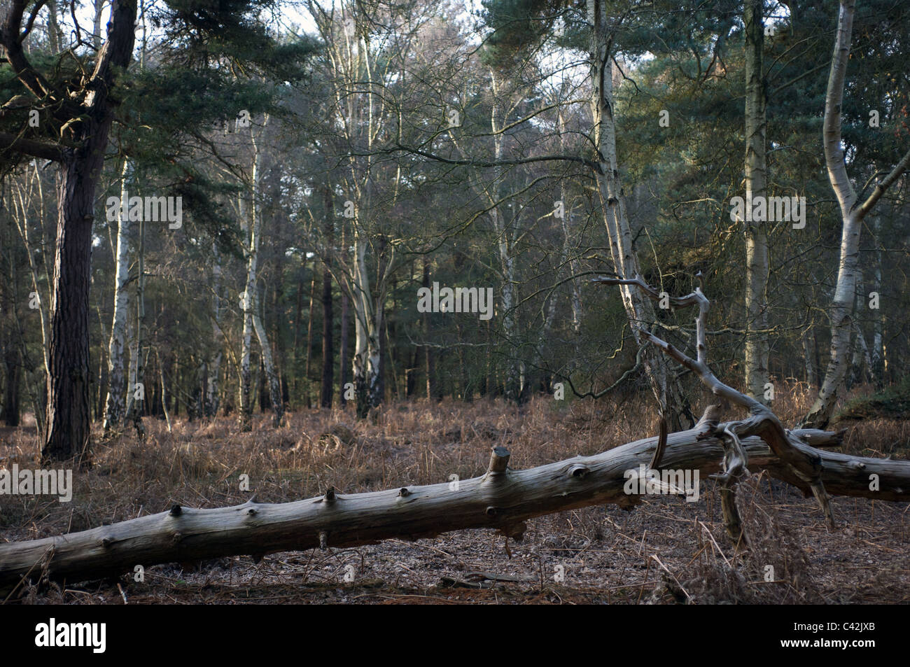 Woodland, Sutton Heath, Suffolk, England Stock Photo - Alamy