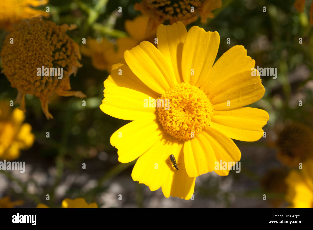 Mediterranean corn marigold hi-res stock photography and images - Alamy