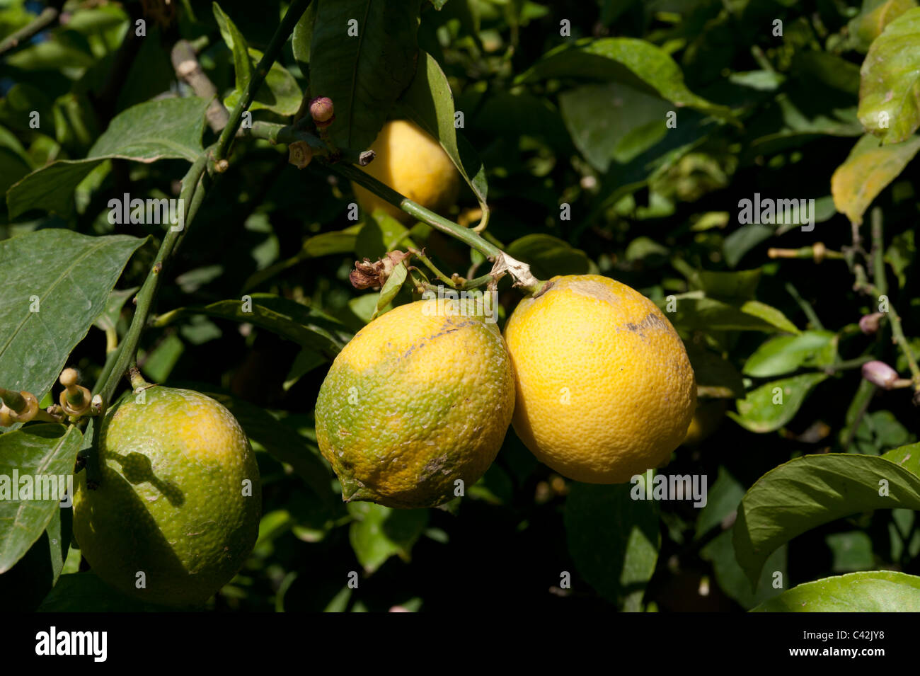 Sicily citrus grove hi-res stock photography and images - Alamy