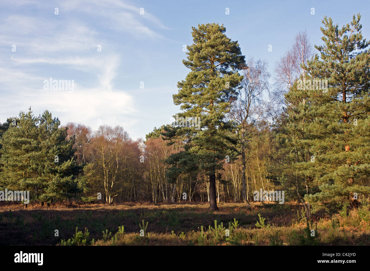 Sutton Heath, Suffolk, England Stock Photo - Alamy