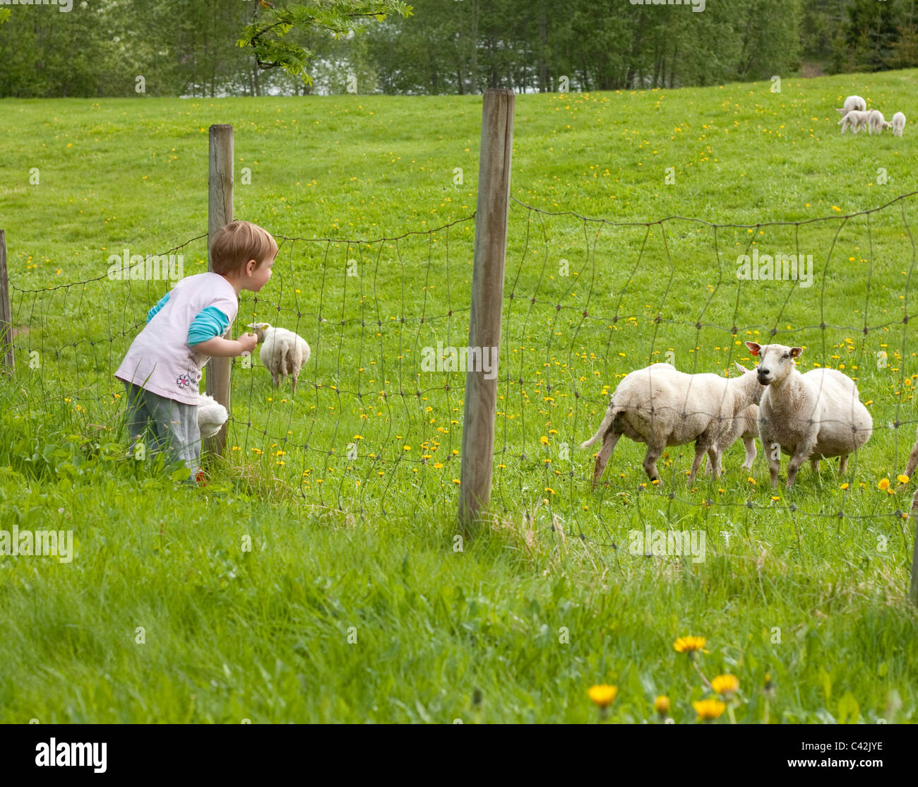 Child smiling to pregnant sheep in a field Stock Photo - Alamy