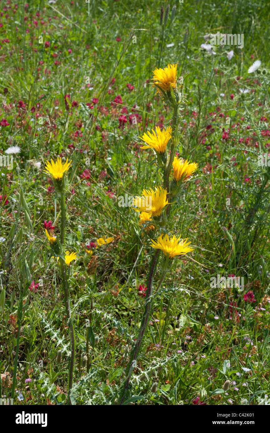 Blessed Thistle, Cnicus benedictus, Sicily, Italy Stock Photo - Alamy