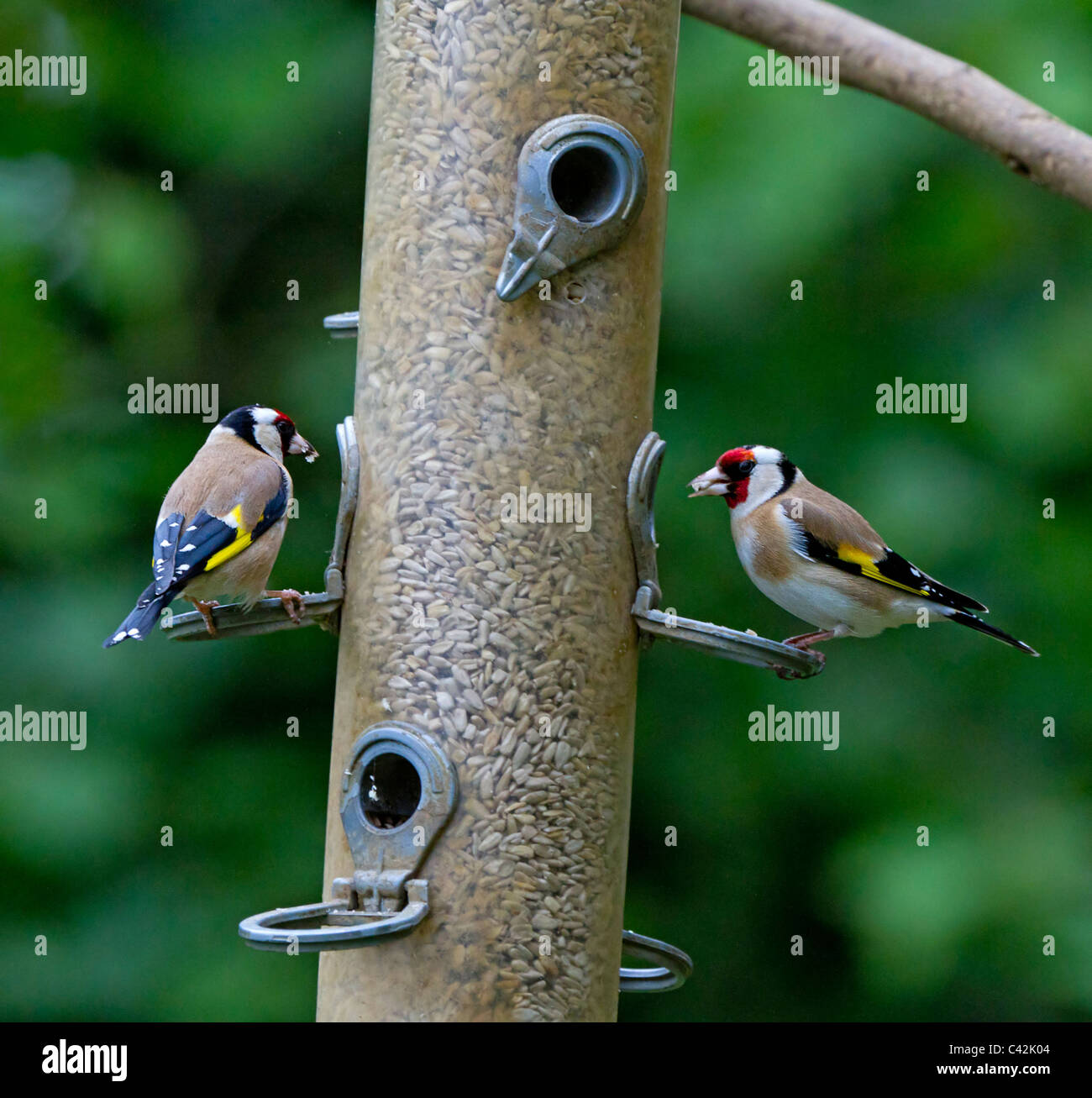 Goldfinches hi-res stock photography and images - Alamy