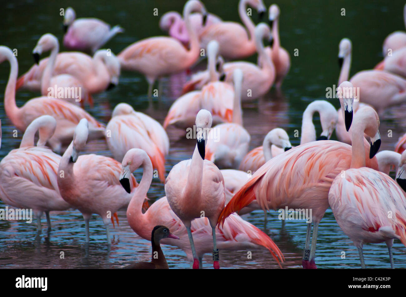 pink chilean flamingos at slimbridge water reserve wildlife Stock Photo ...