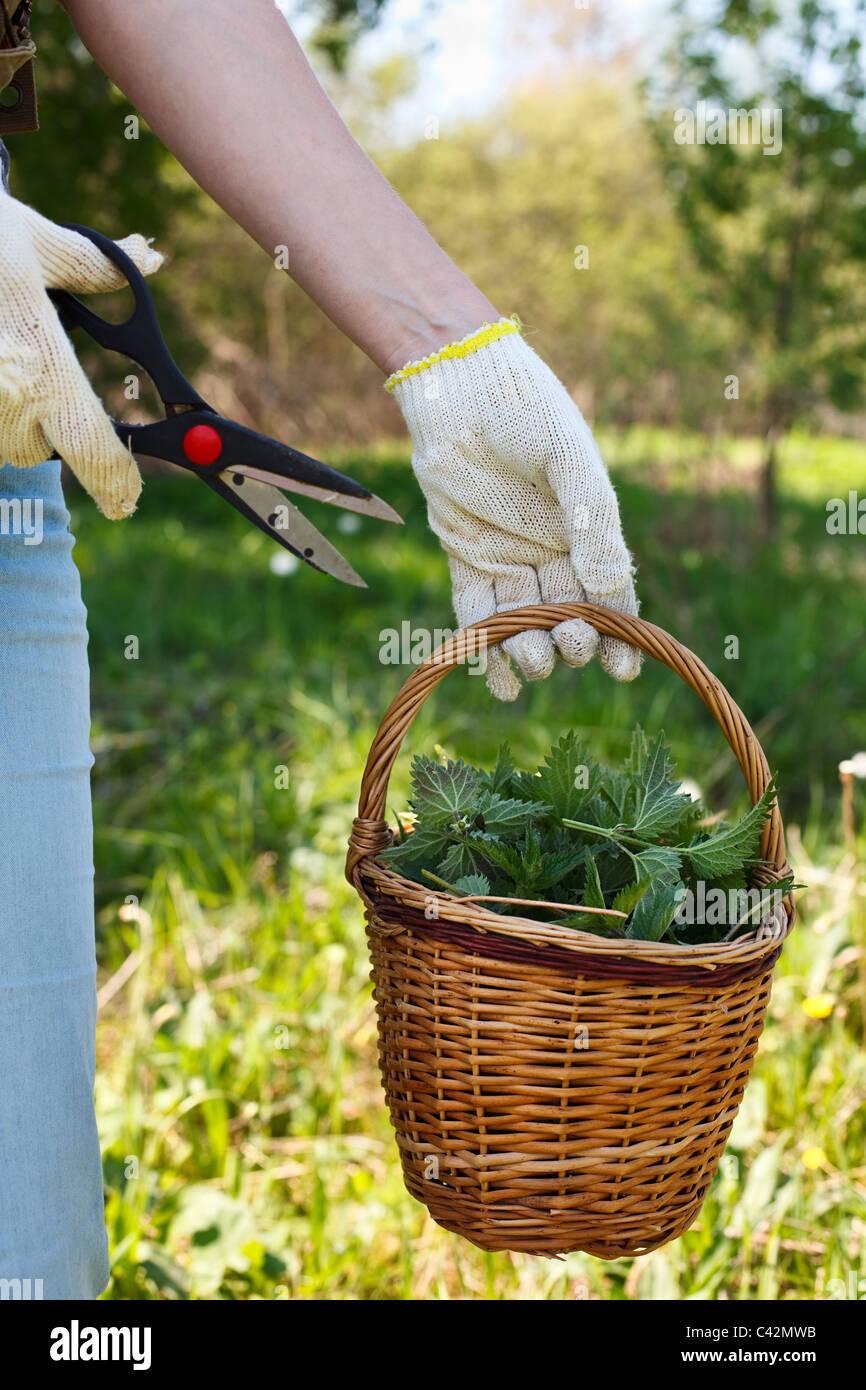 Female stinging nettles hi-res stock photography and images - Alamy
