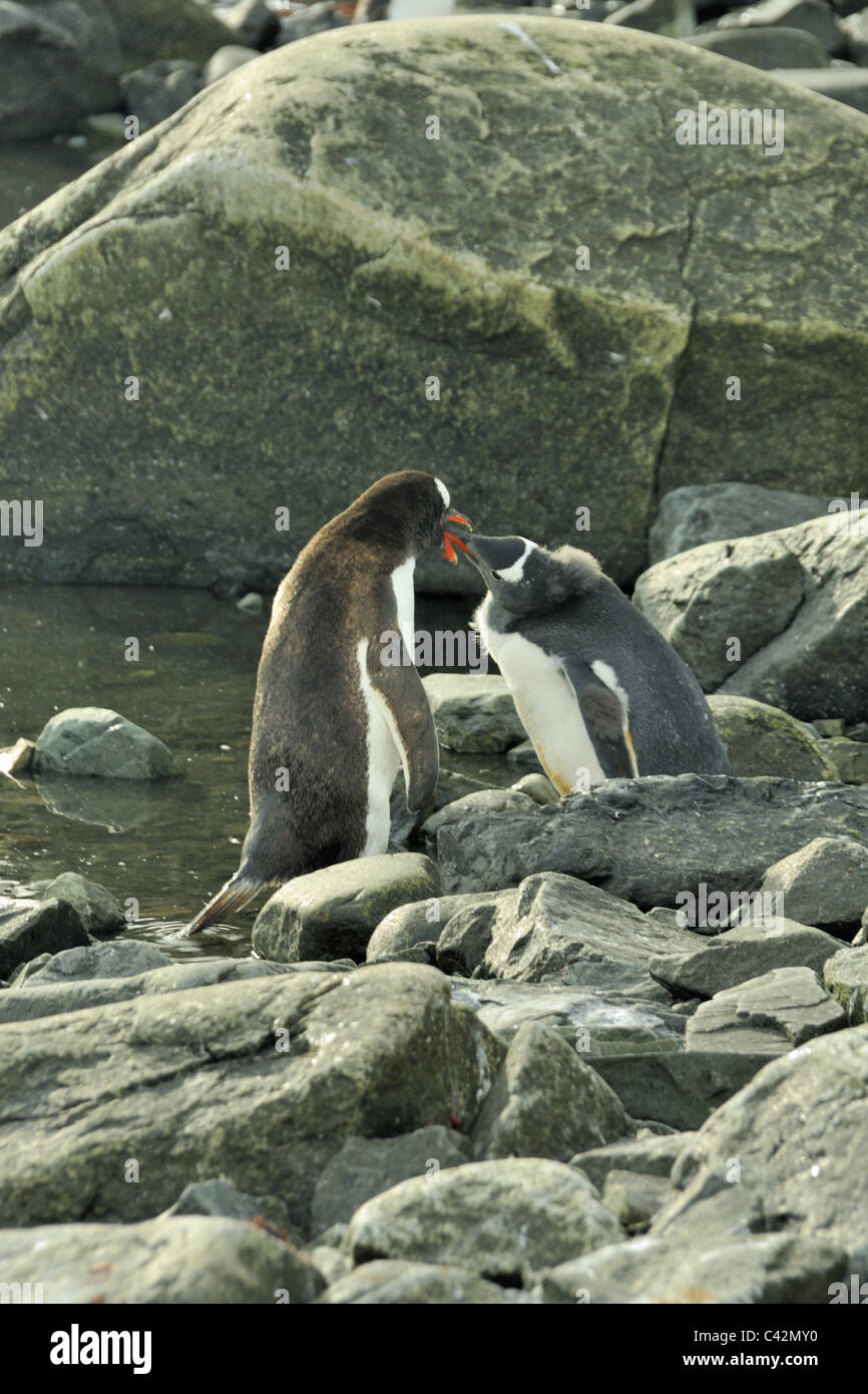 Juvenile Gentoo penguin chick feeding from parents crop, Paradise Bay ...
