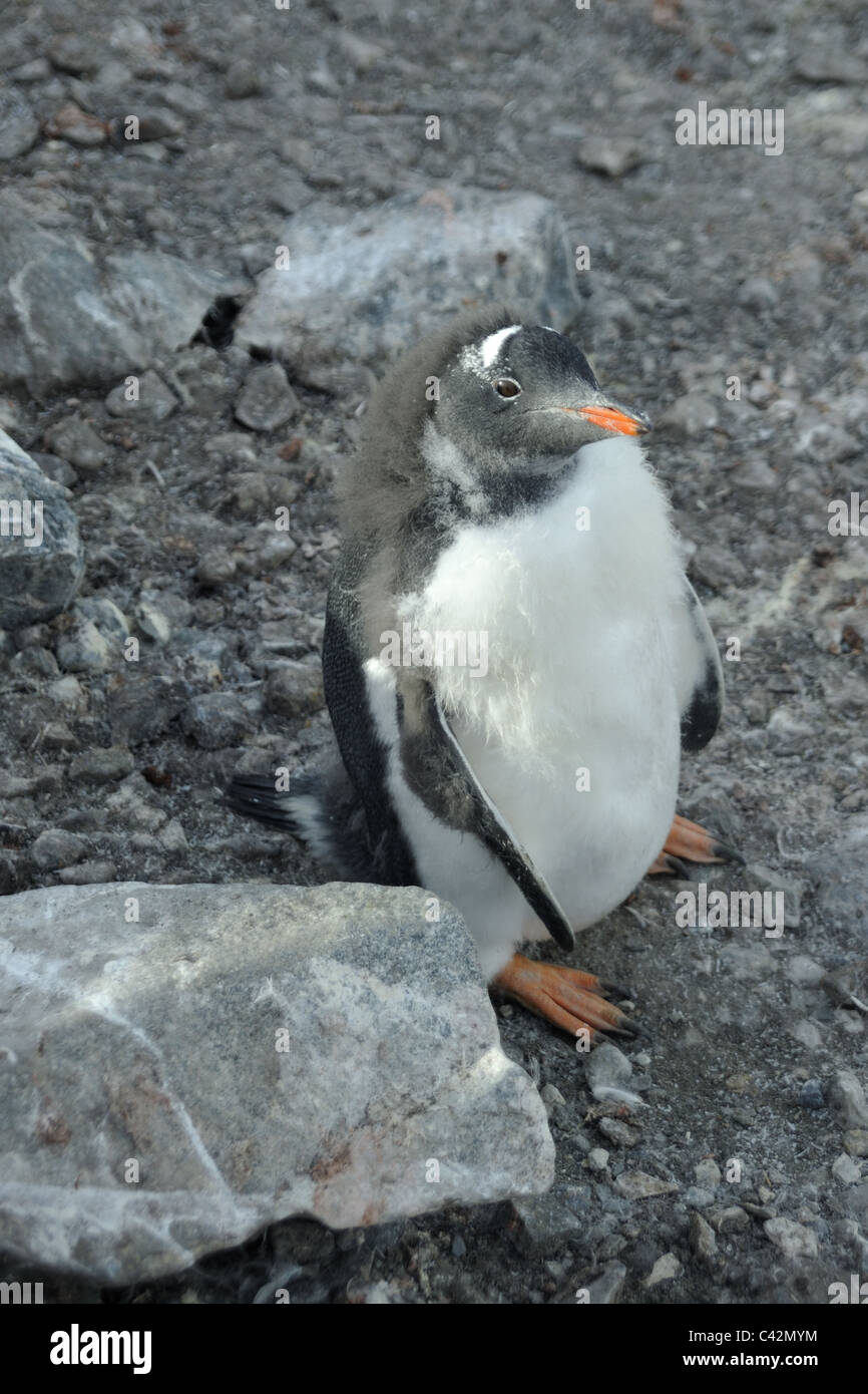 Juvenile Gentoo Penguin Chick, Antarctica Stock Photo - Alamy
