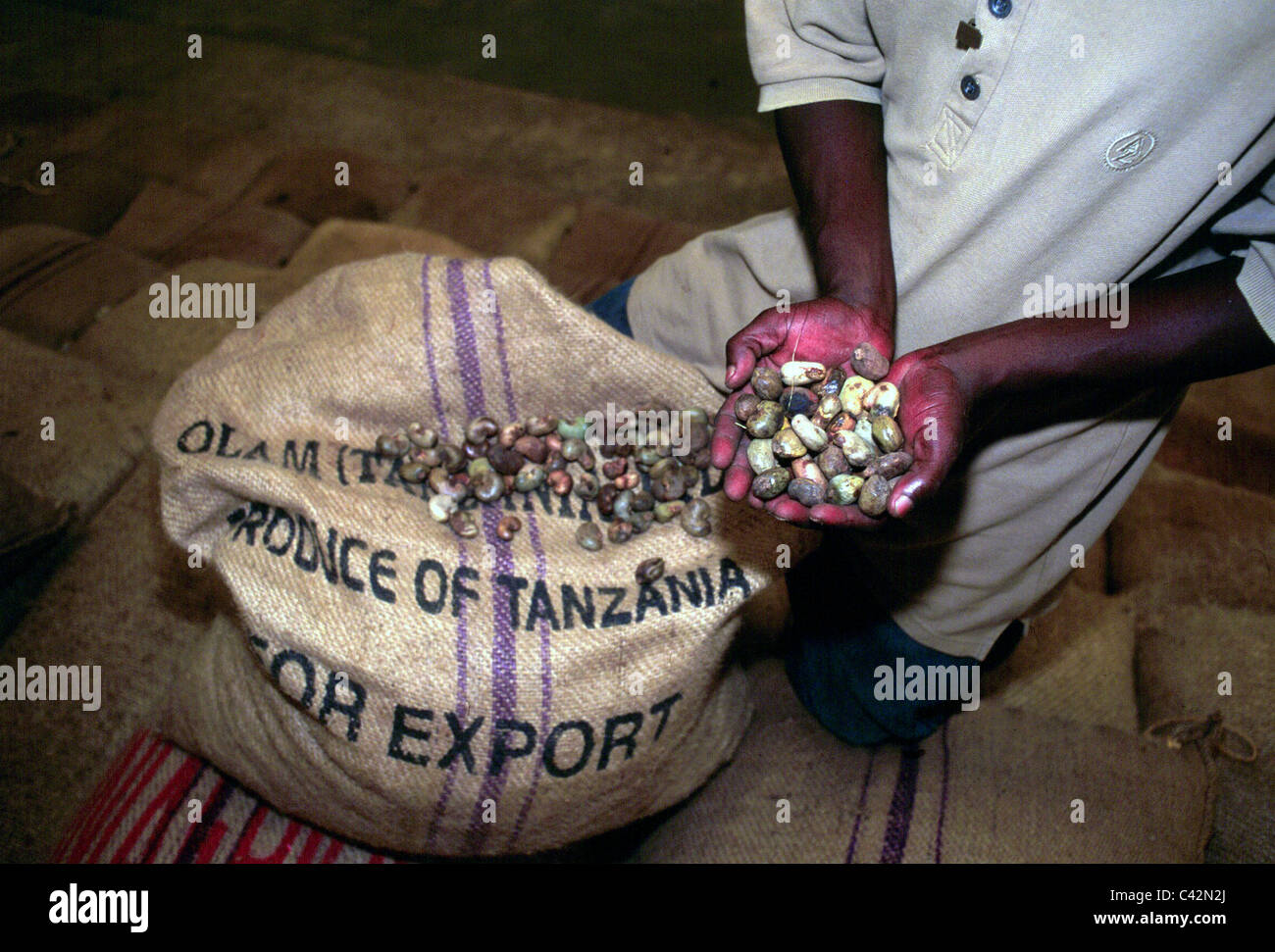 Cashew nuts at warehouse for export, Mtwara, Tanzania Stock Photo - Alamy