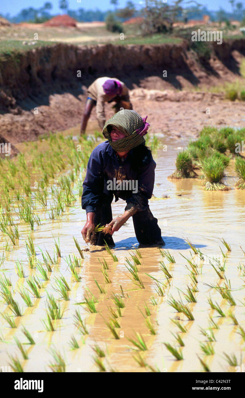 Cambodian farmers planting rice, Takeo district, Cambodia Stock Photo ...