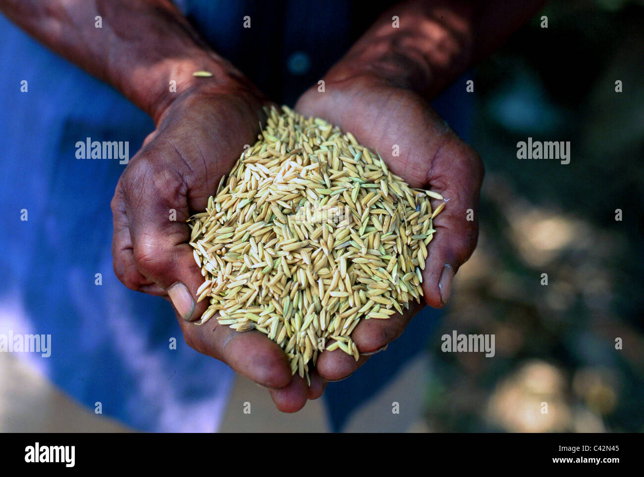 Cambodian farmer holding rice seeds , Takeo, Cambodia Stock Photo - Alamy