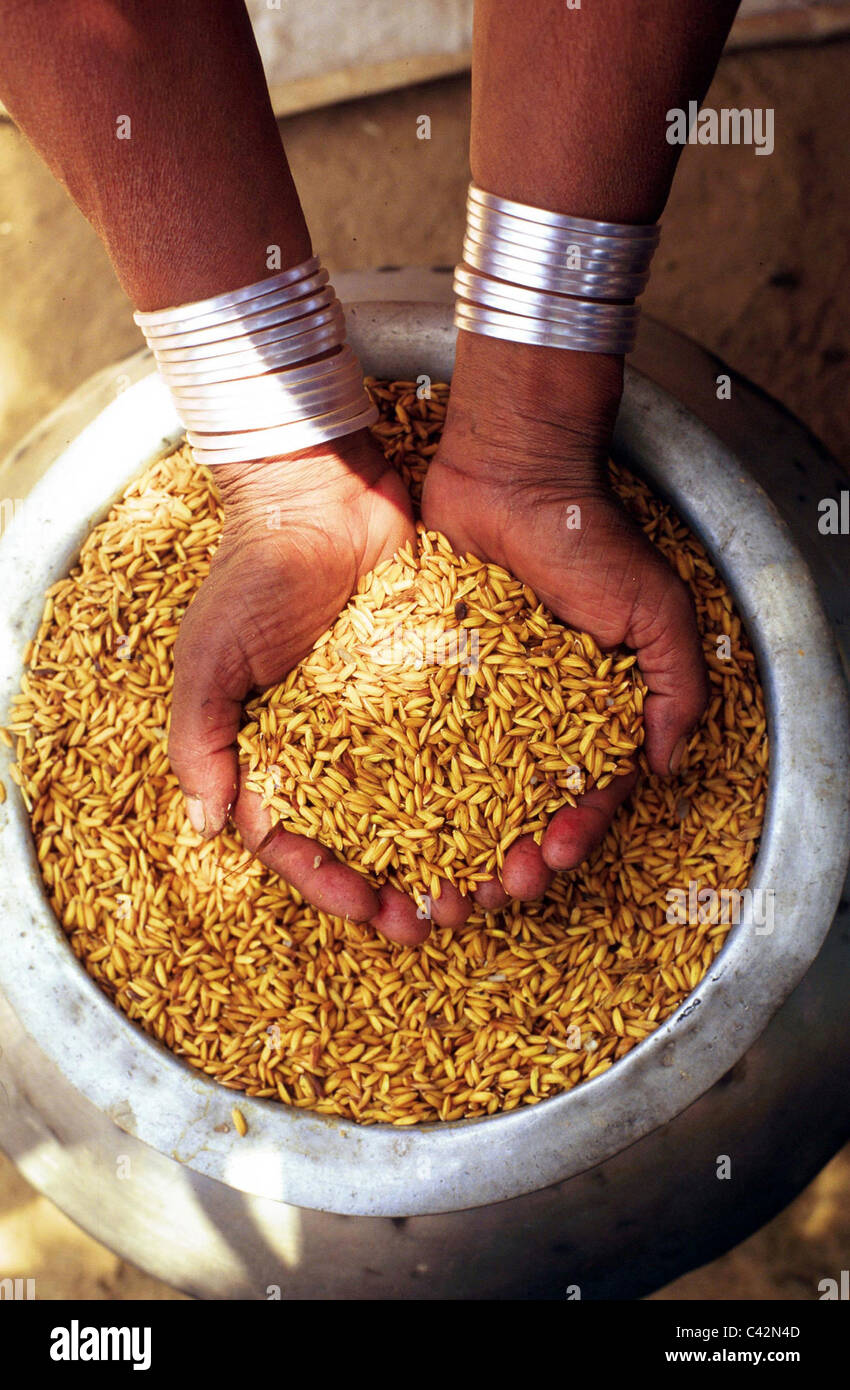 Indian woman farmer with rice crop. West Bengal, India Stock Photo - Alamy