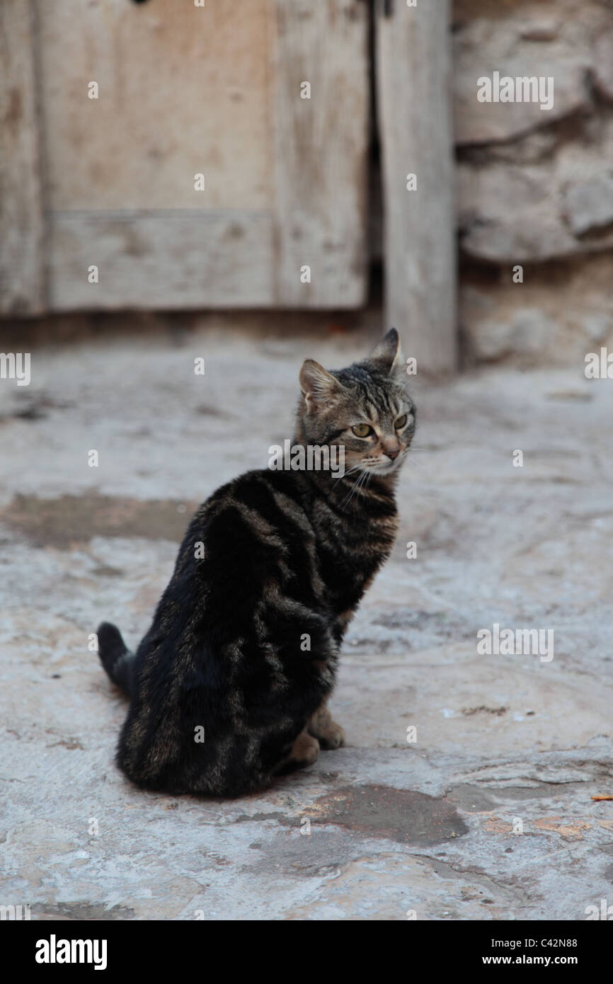 Monastery cat, Mar Musa, Syria Stock Photo - Alamy