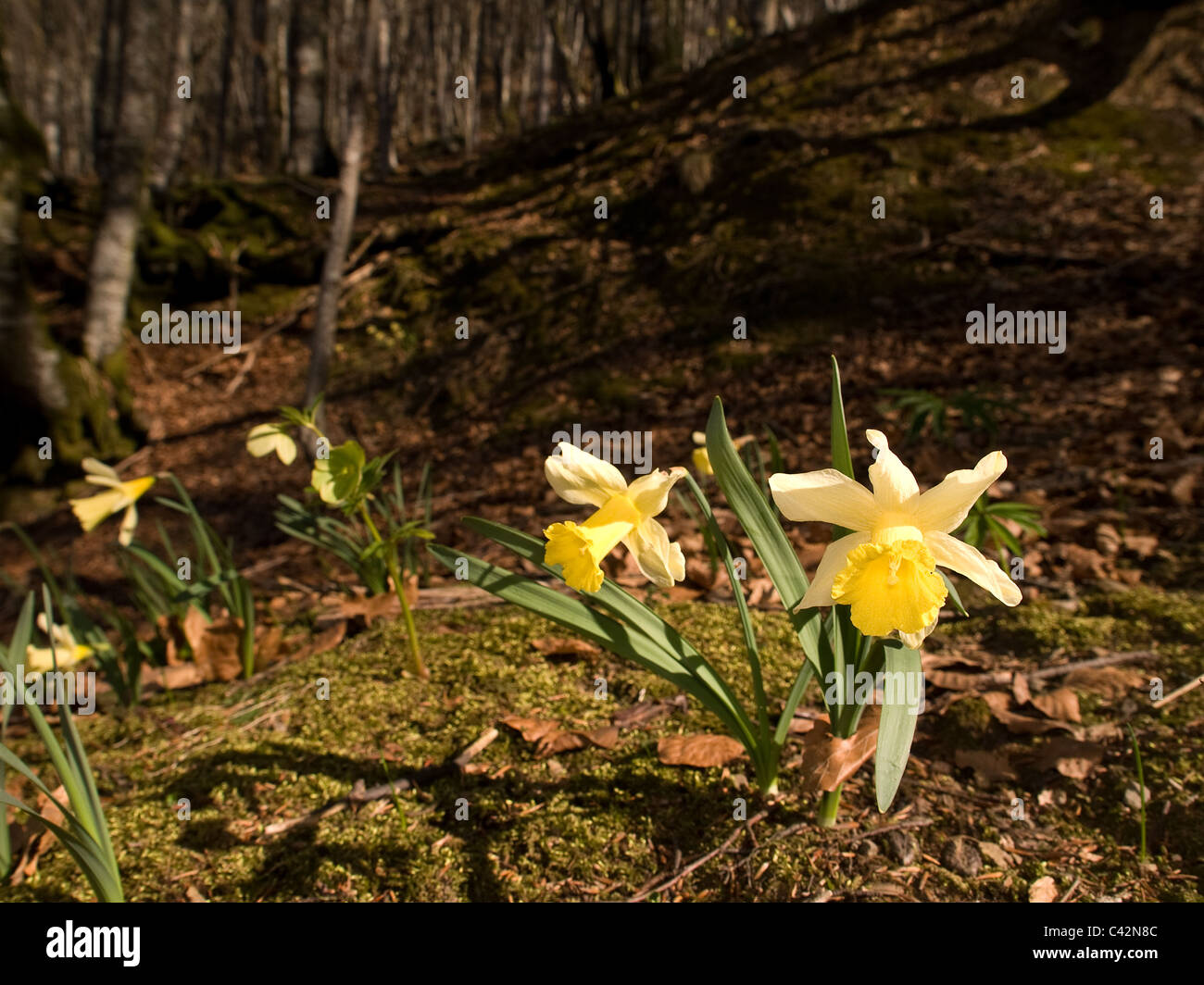 Inside forest hi-res stock photography and images - Alamy