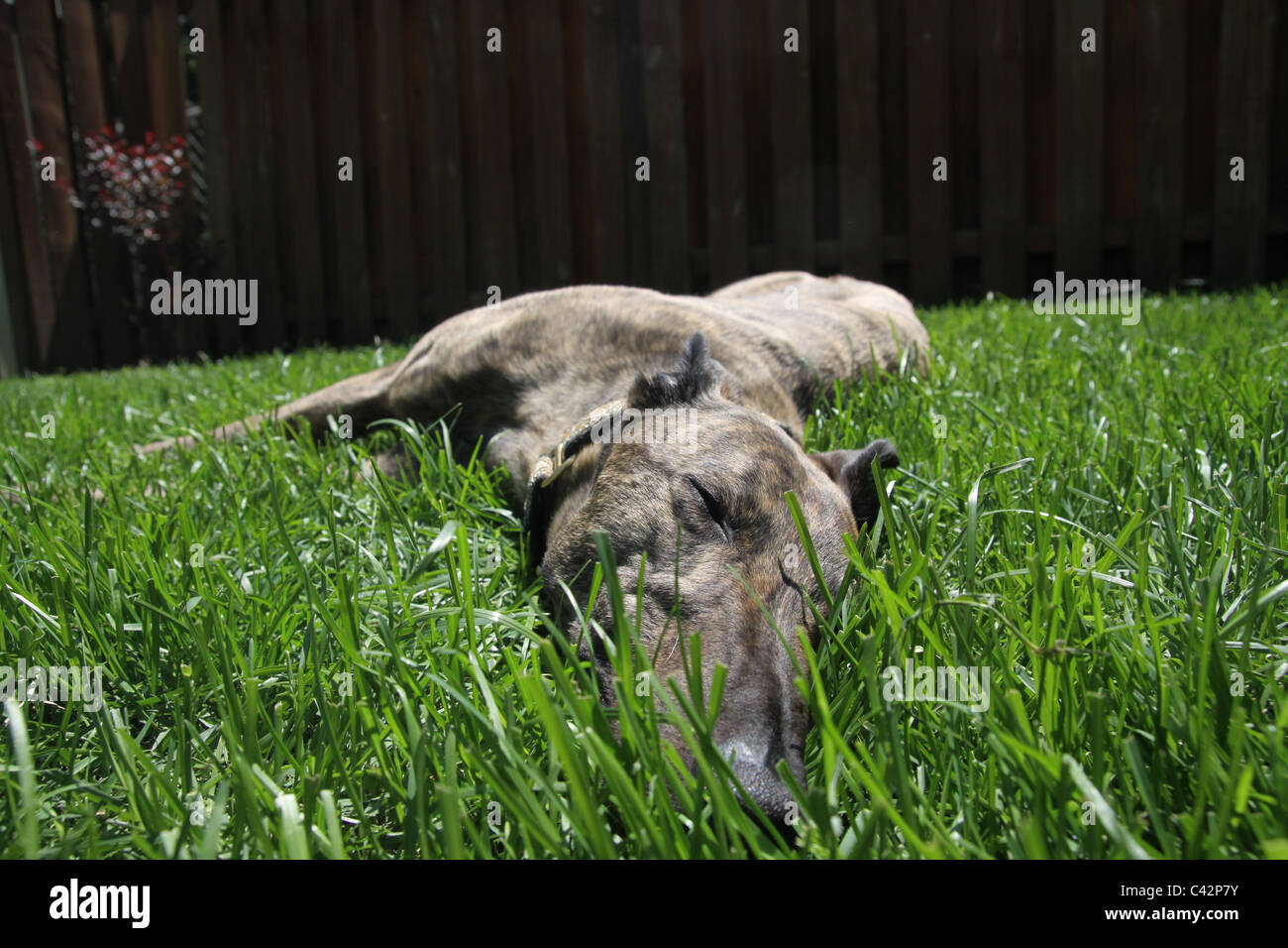 A greyhound dog sleeping in the grass in the sun Stock Photo - Alamy