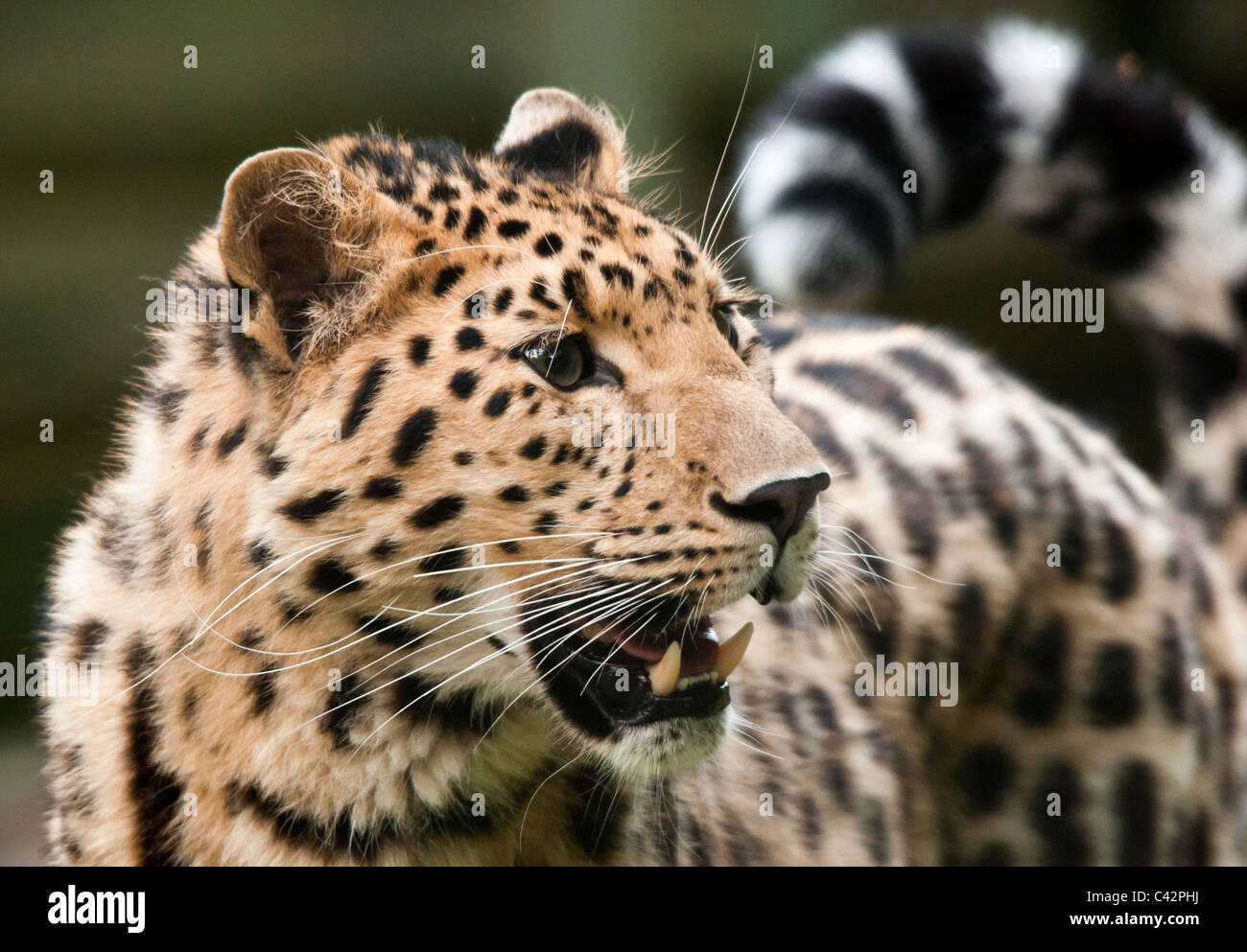 Male Amur leopard Stock Photo - Alamy