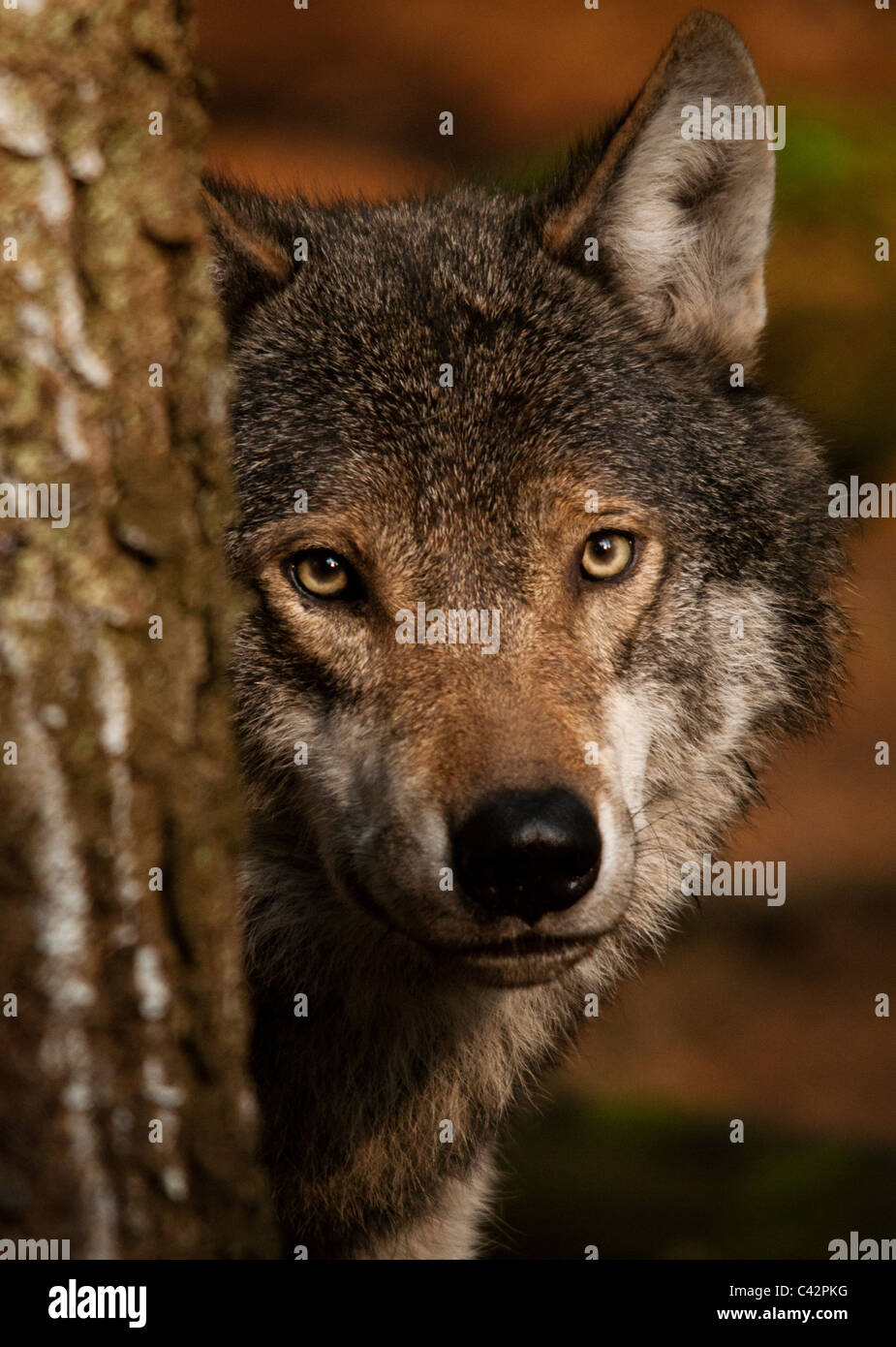 Wolf tree hi-res stock photography and images - Alamy