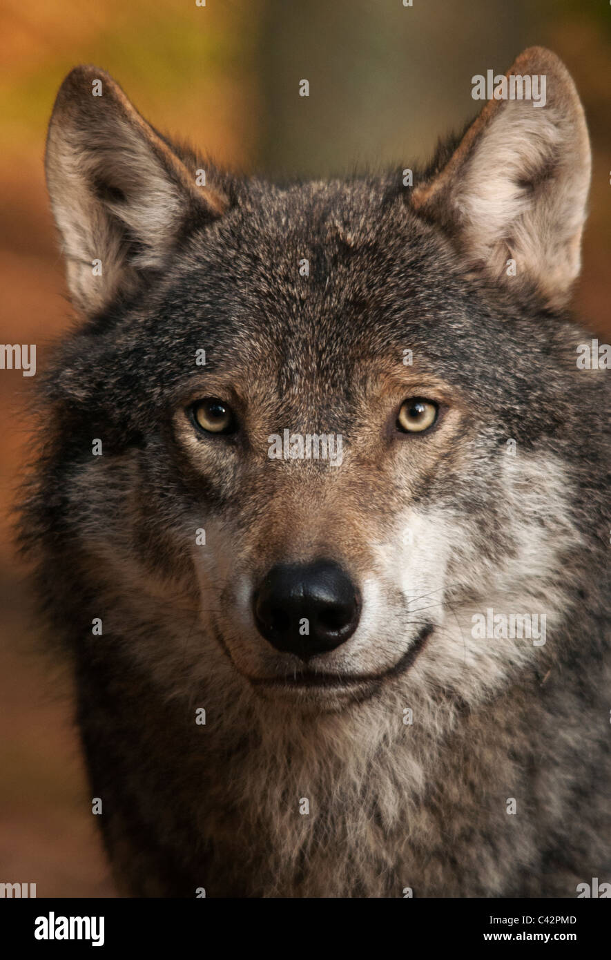 Wolf headshot hi-res stock photography and images - Alamy