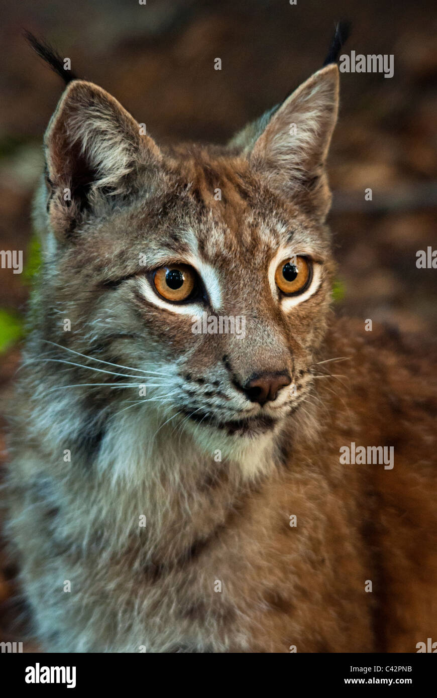 Male lynx looking towards camera Stock Photo - Alamy