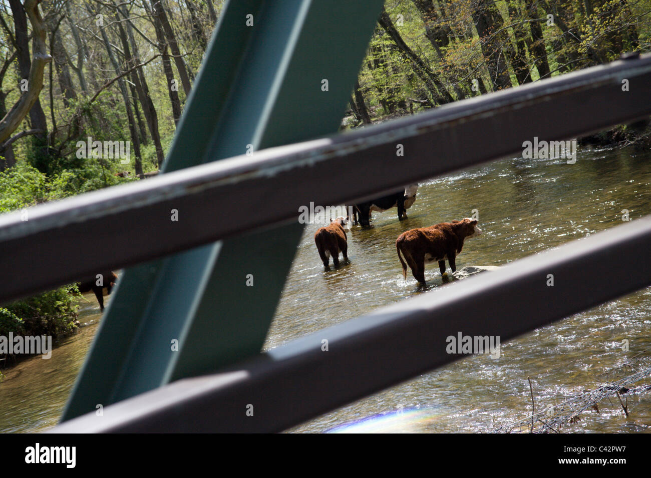 Brown cows stream hi-res stock photography and images - Alamy