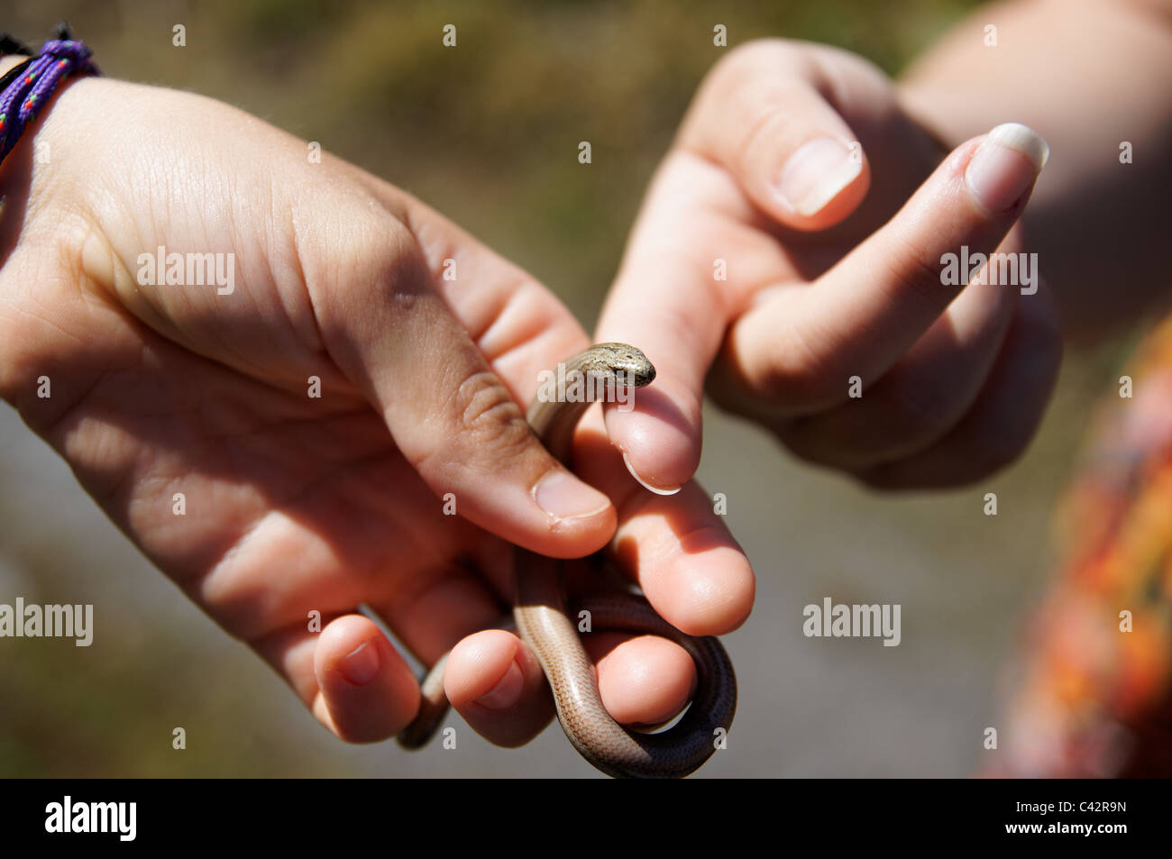 Slow worm being held Stock Photo - Alamy