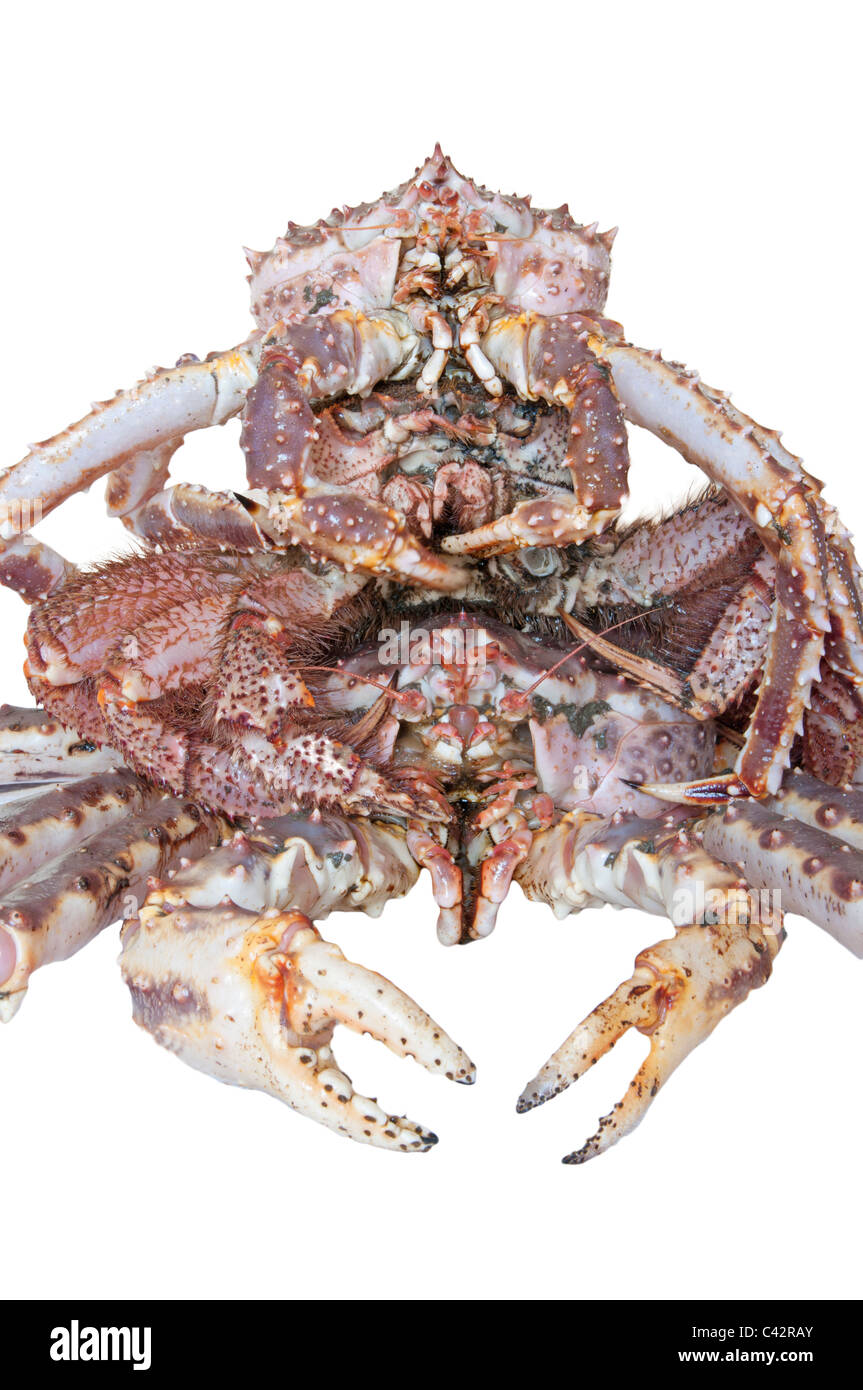 three crab sitting alone on another on a white background Stock Photo ...