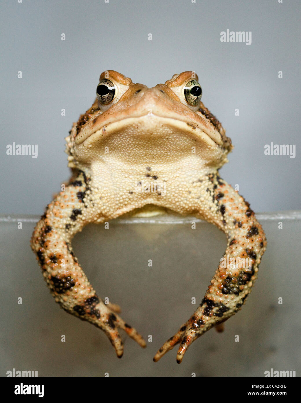 Grumpy Toad Memes