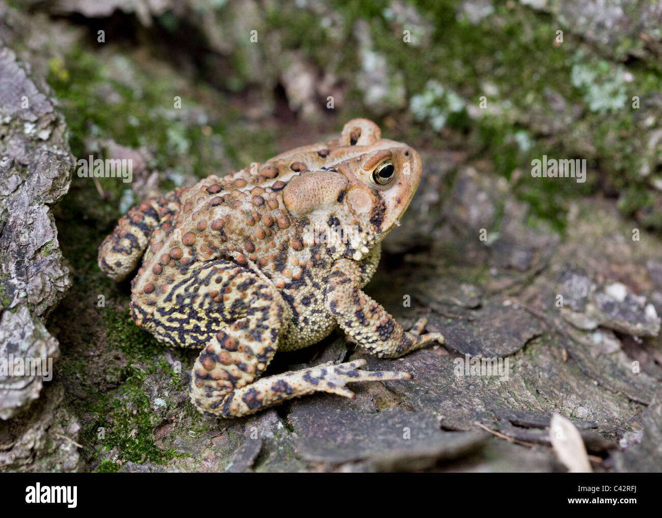 North American Fowler's toad (Anaxyrus fowleri) sitting on log ...