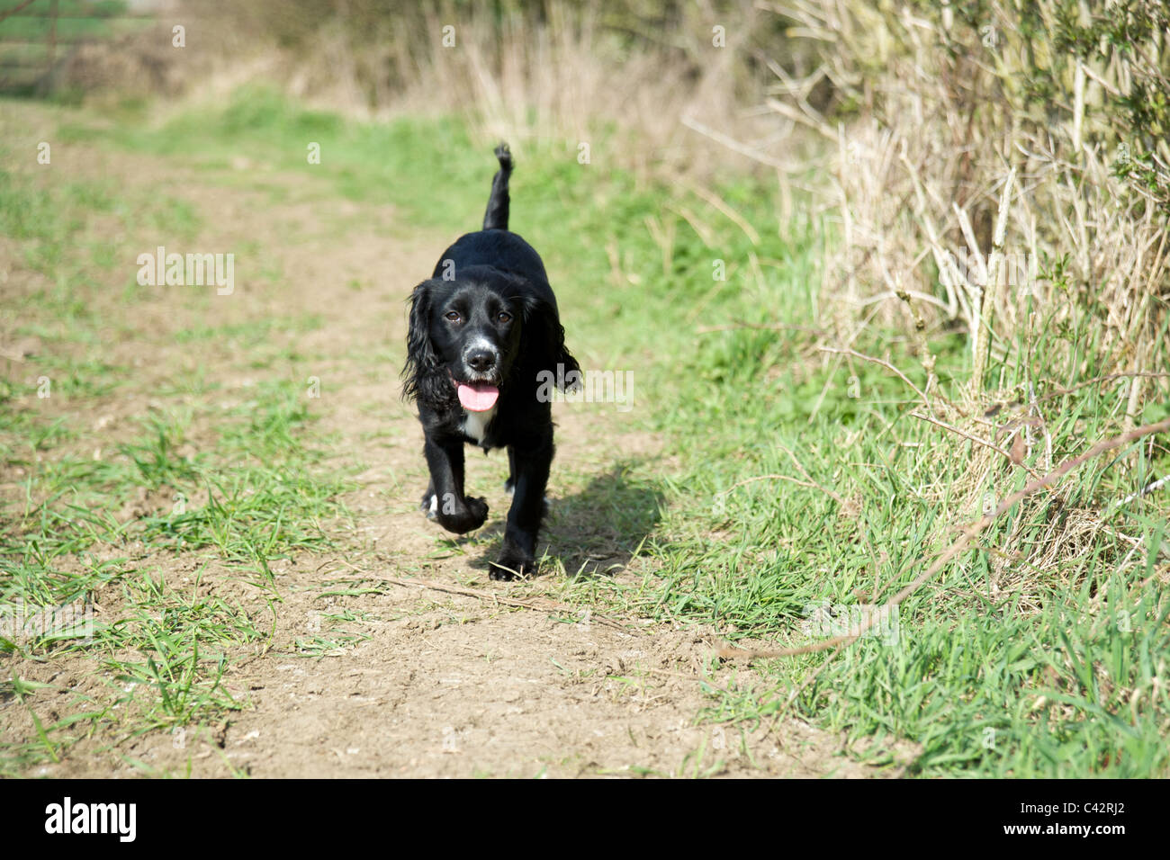 A young cocker spaniel running in the open countryside, England, UK ...