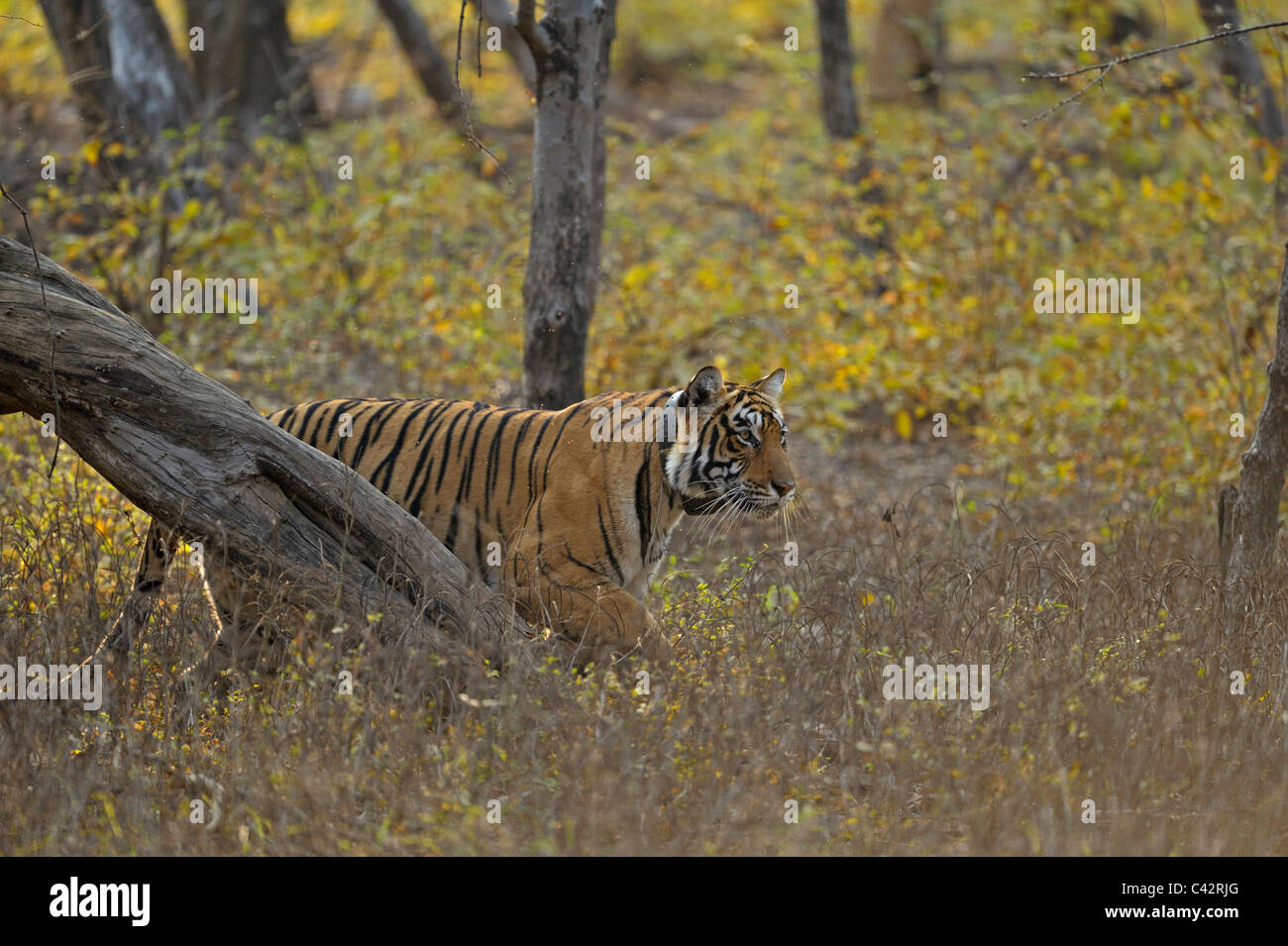 Tiger Stalking Prey High Resolution Stock Photography and Images - Alamy
