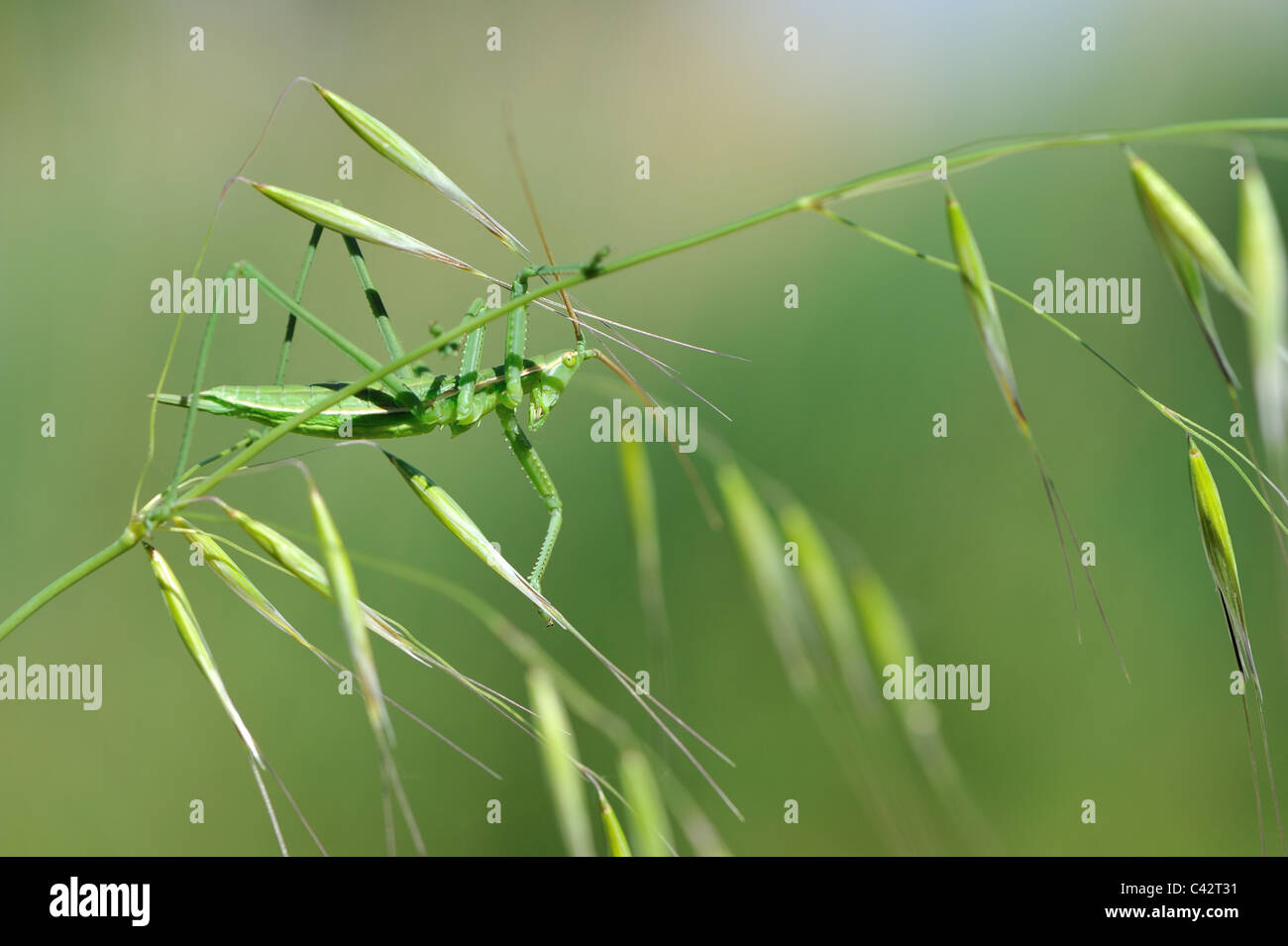 Wingless cricket hi-res stock photography and images - Alamy