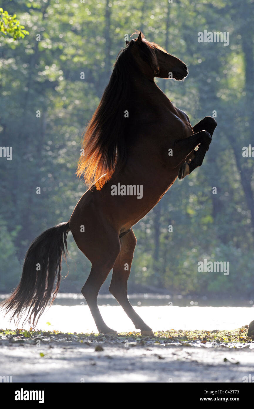 Rearing andalusian horse hi-res stock photography and images - Alamy