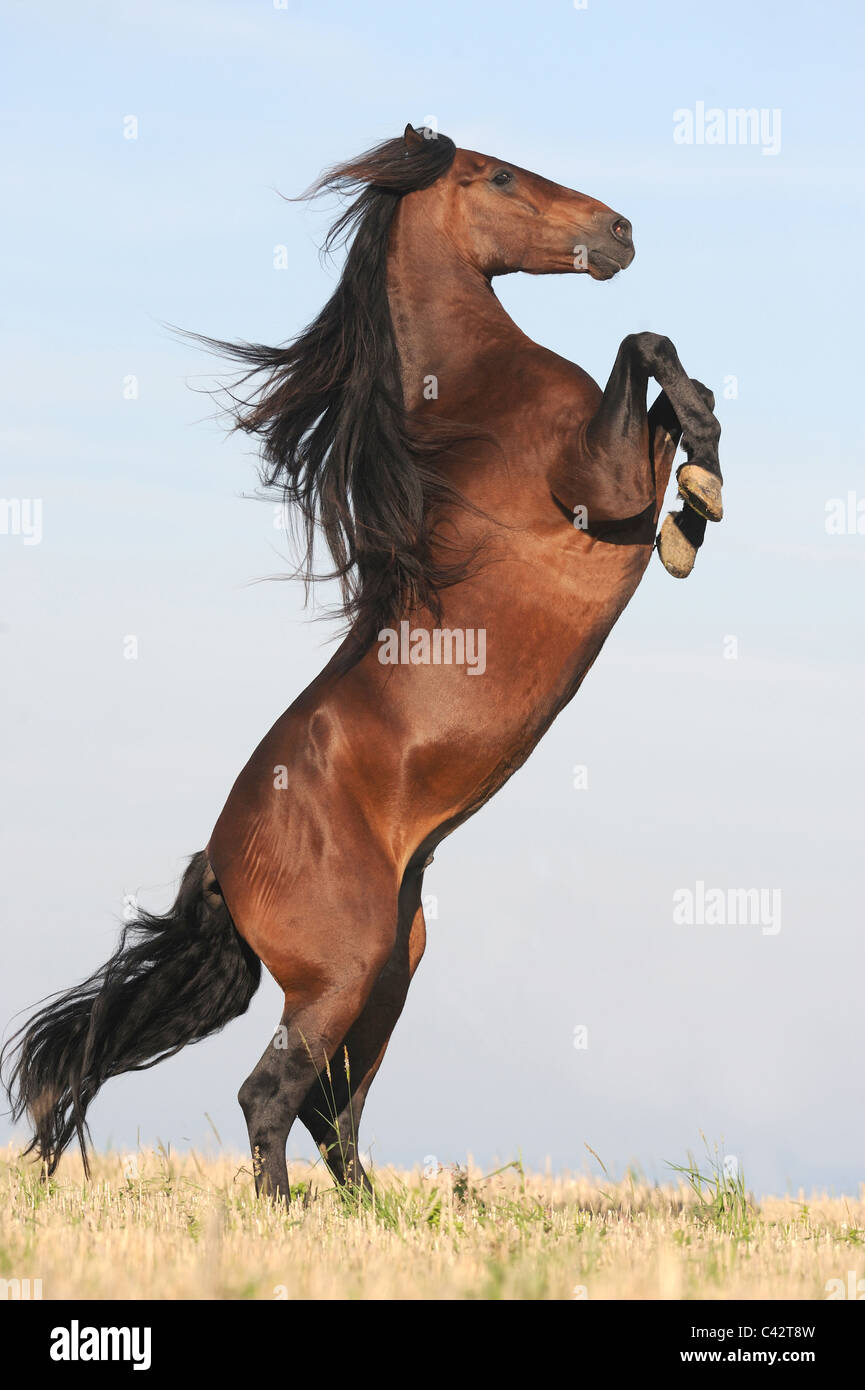 Rearing andalusian horse hi-res stock photography and images - Alamy