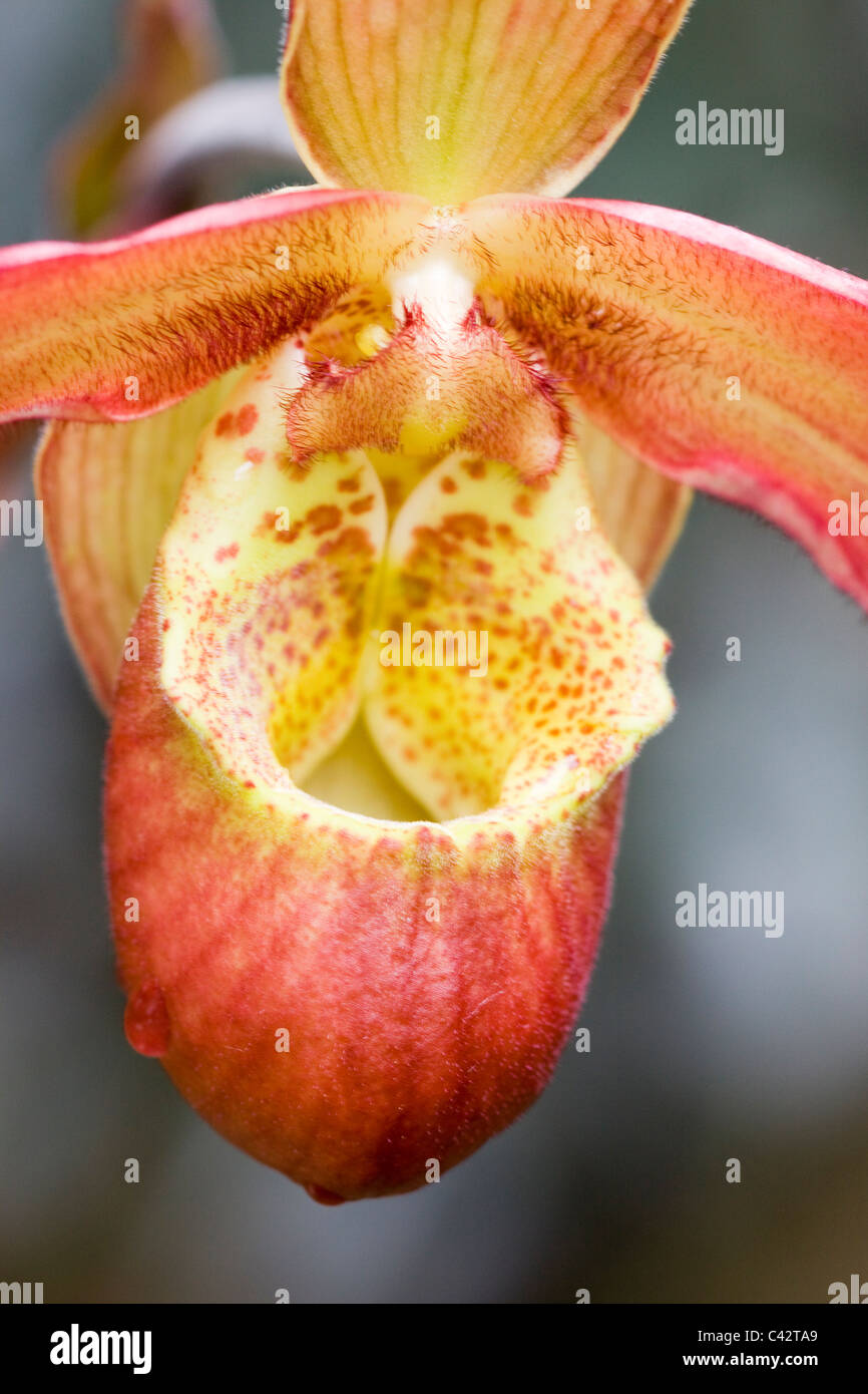 Red phragmipedium orchid hi-res stock photography and images - Alamy