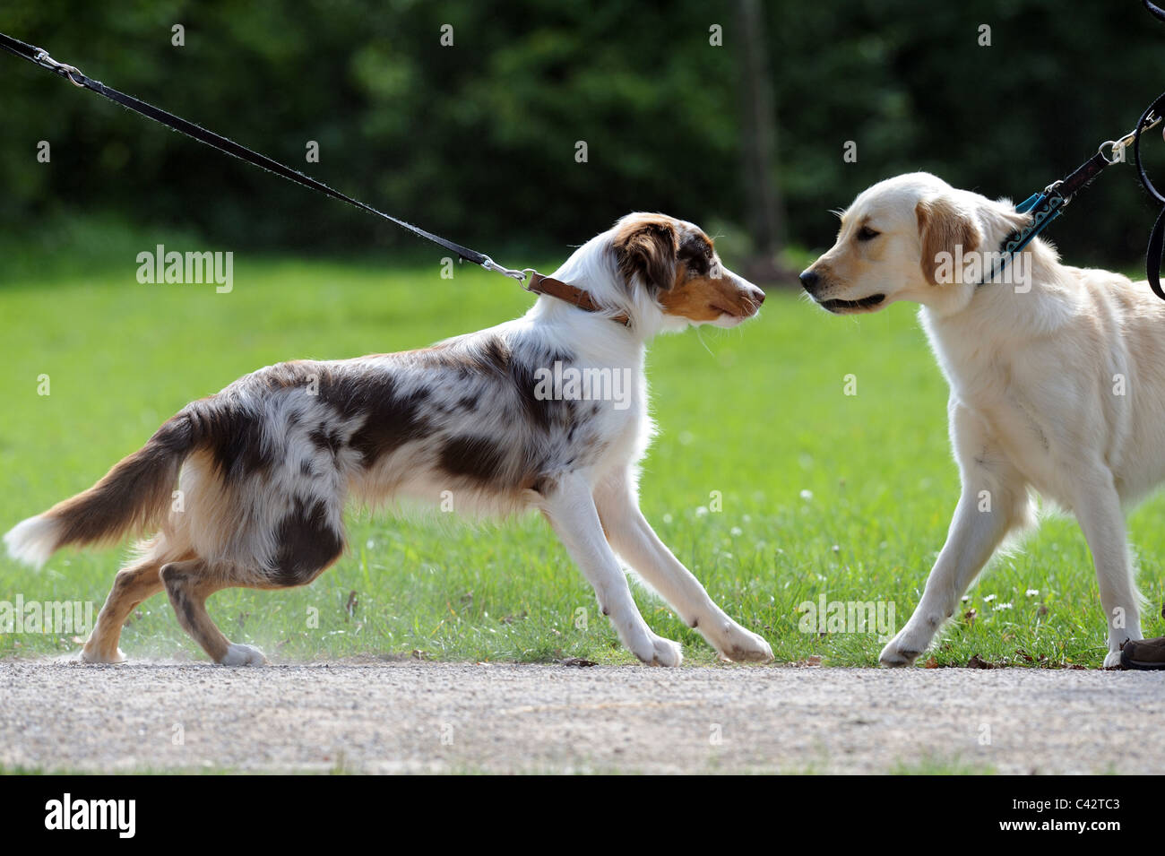 Australian Shepherd (Canis lupus familiaris) on a lead meeting a Golden ...