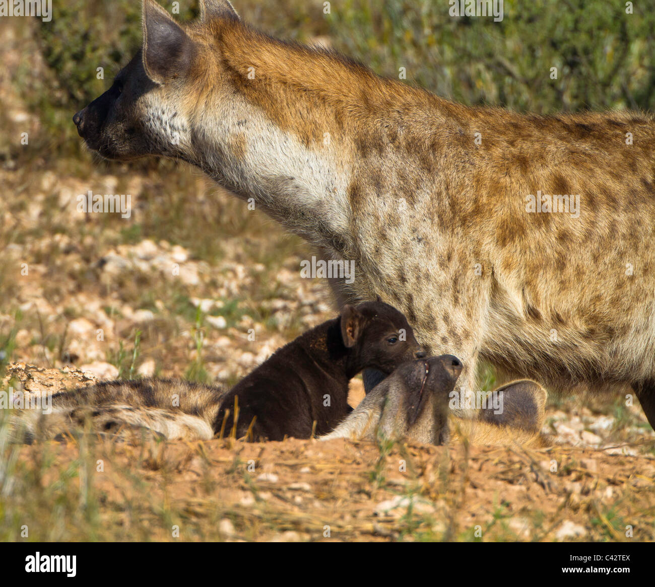 Hayena young wildlife africa hi-res stock photography and images - Alamy