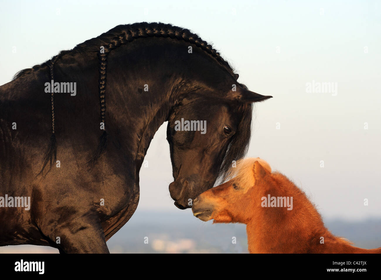 Miniature stallion hi-res stock photography and images - Alamy