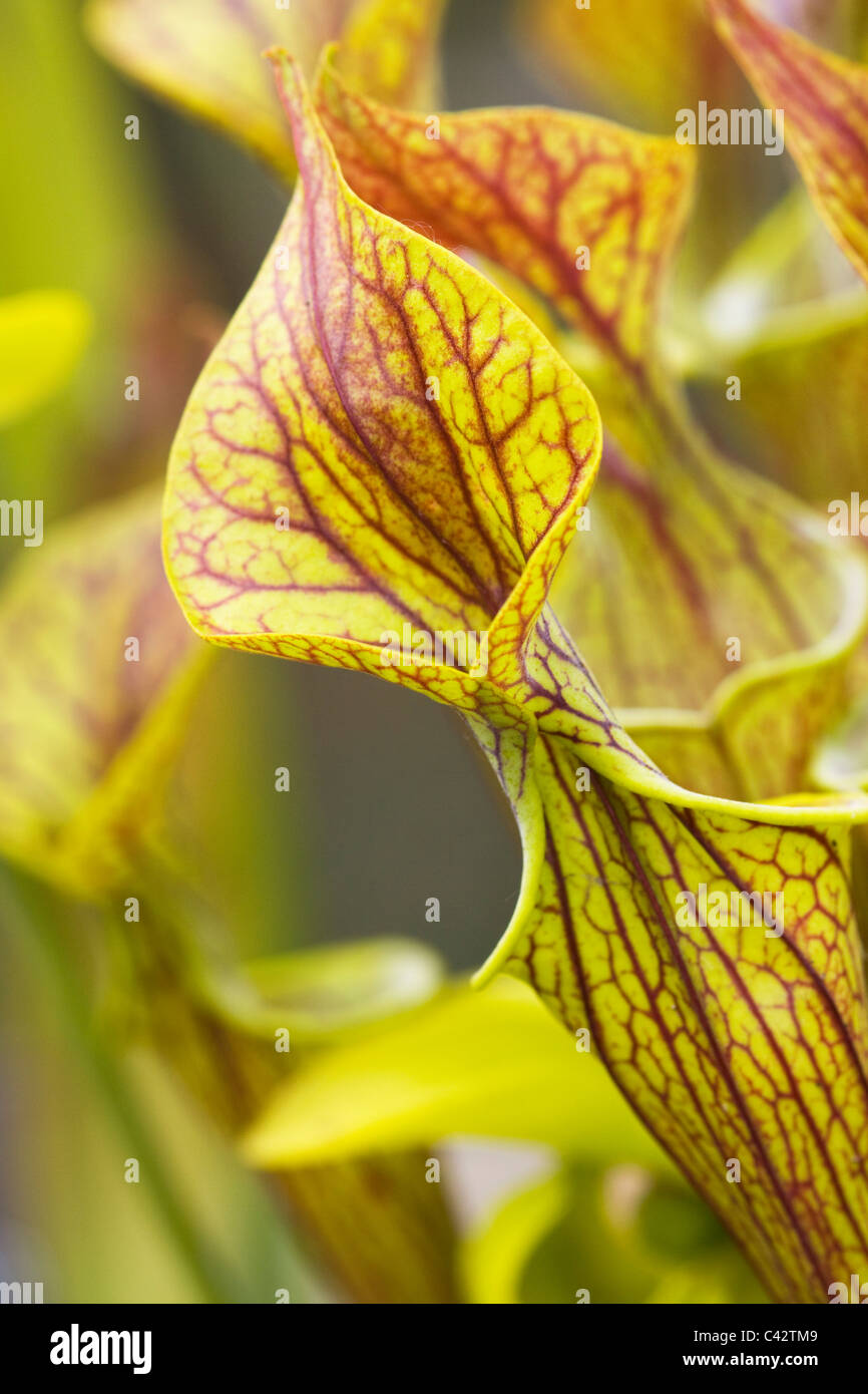 Sarracenia flava 'ornata'. Yellow pitcher plant Stock Photo - Alamy