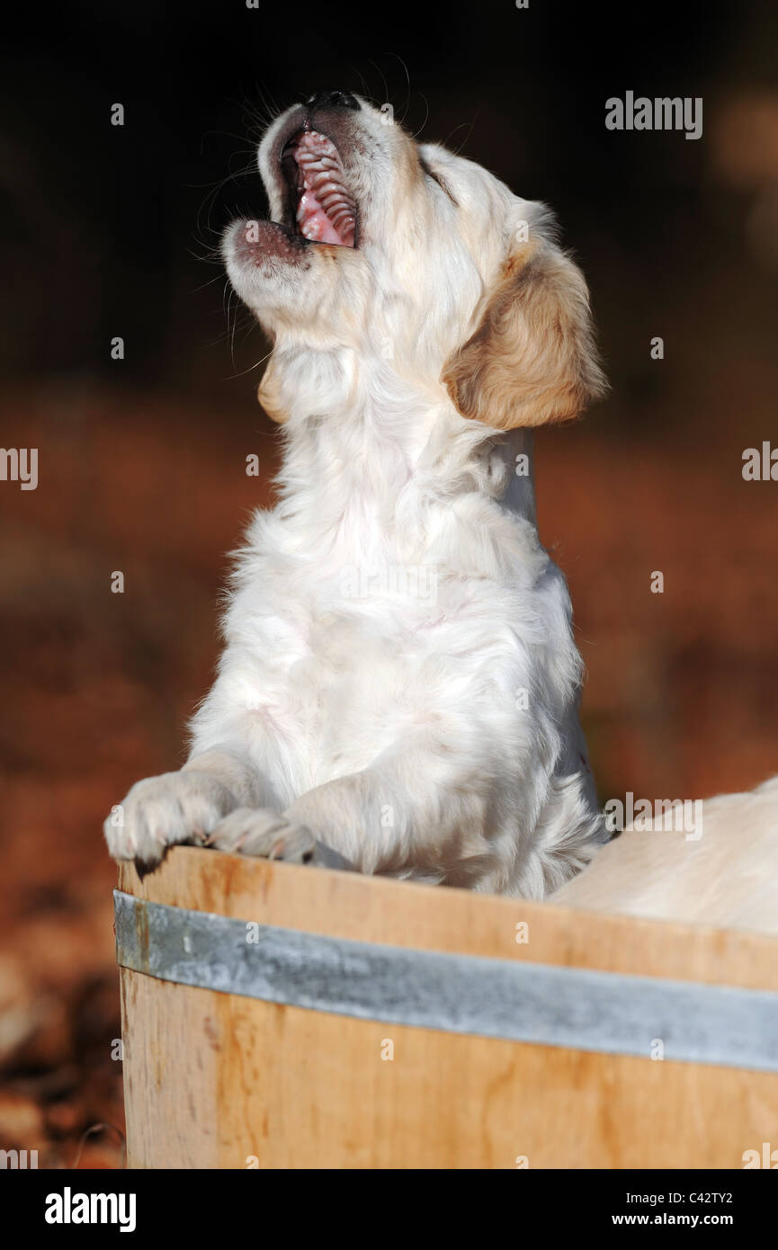 Golden Retriever (Canis lupus familiaris), puppy in a wooden tub ...