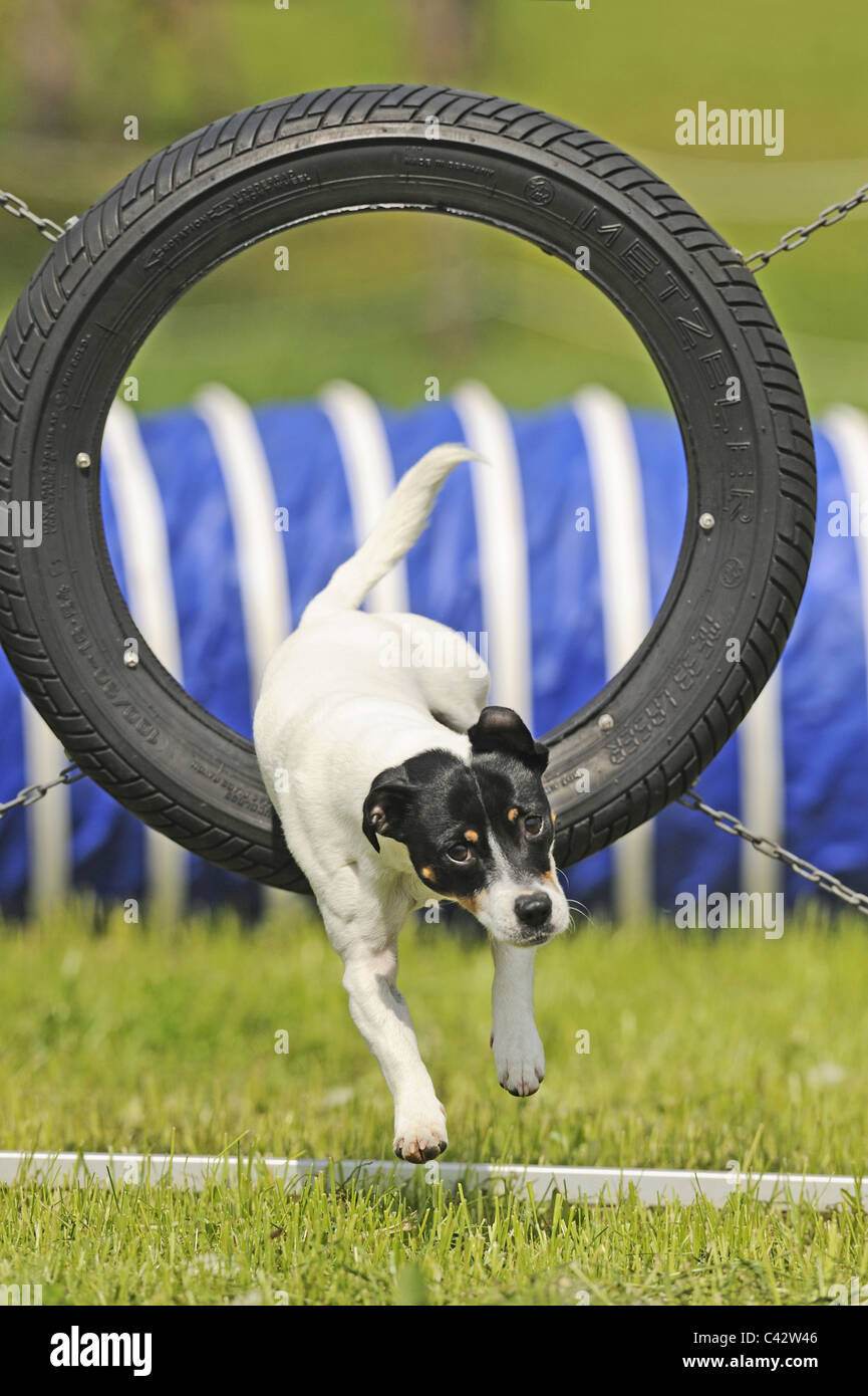 Jack Russell Terrier (Canis lupus familiaris) jumping through a tire on ...